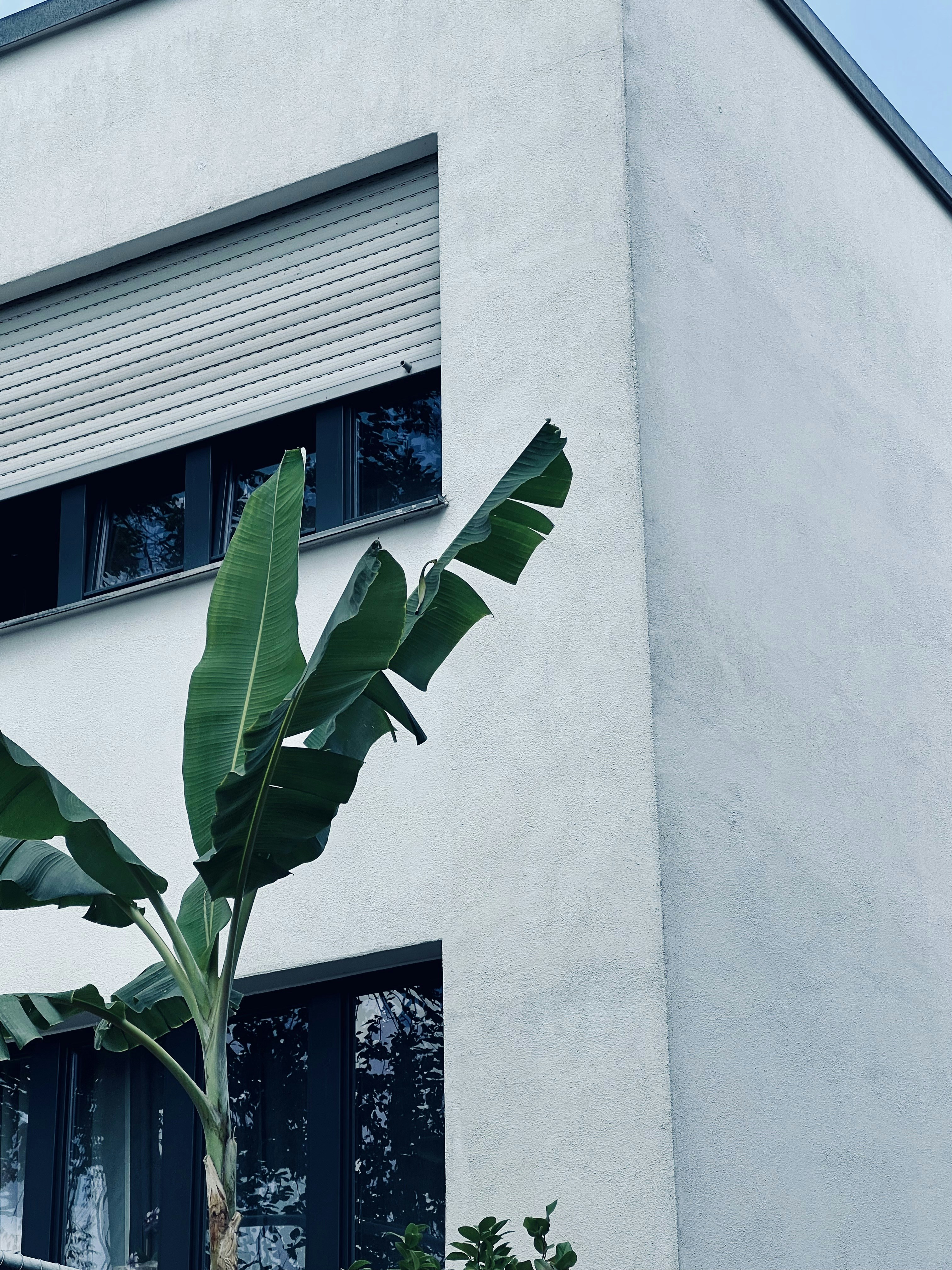 Banana Palm Framing a Quiet Modern Facade