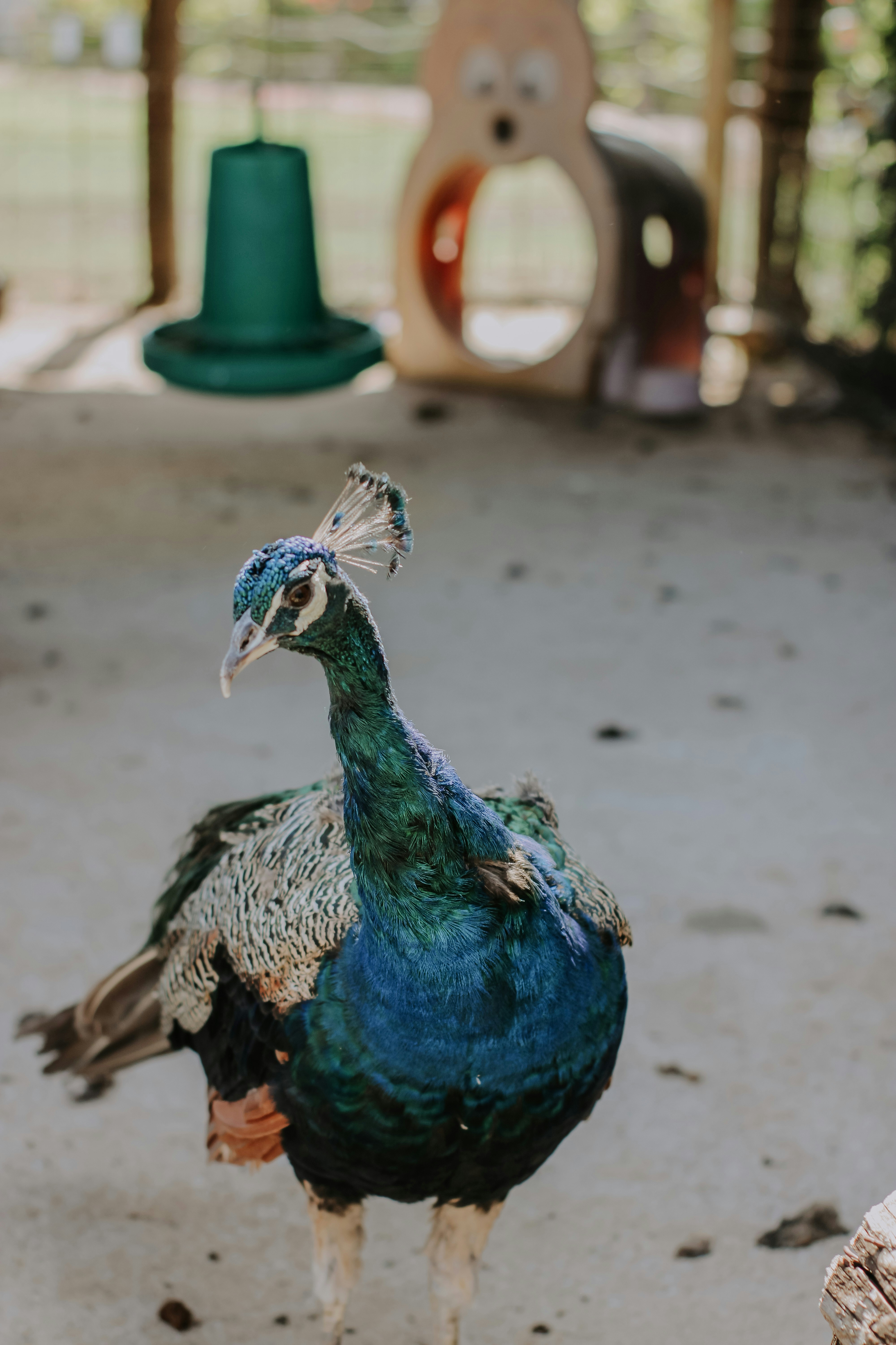 a peacock standing on pavement