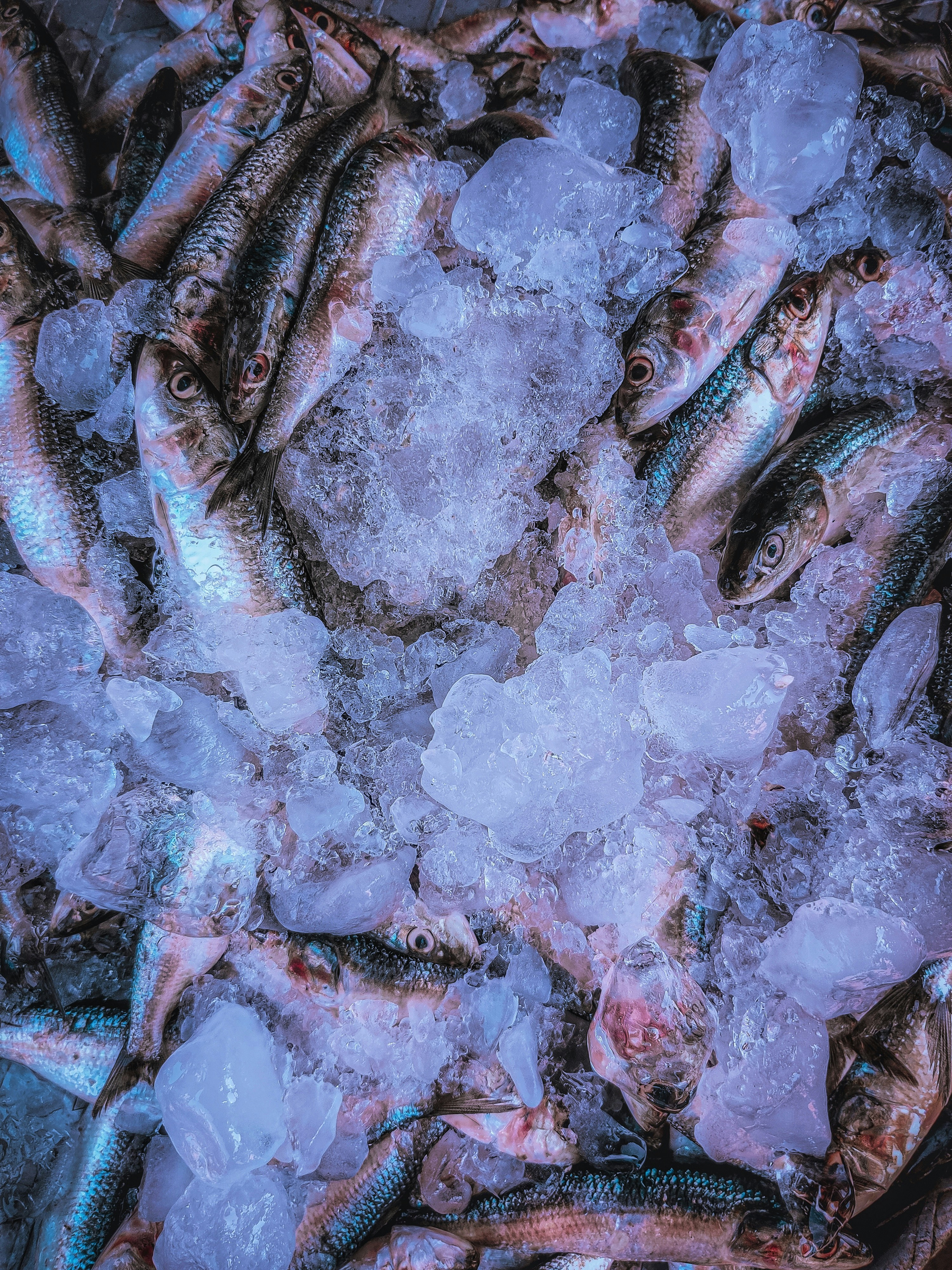 Frigid Bounty: Ice-Cooled Fish Piled in Evening Light