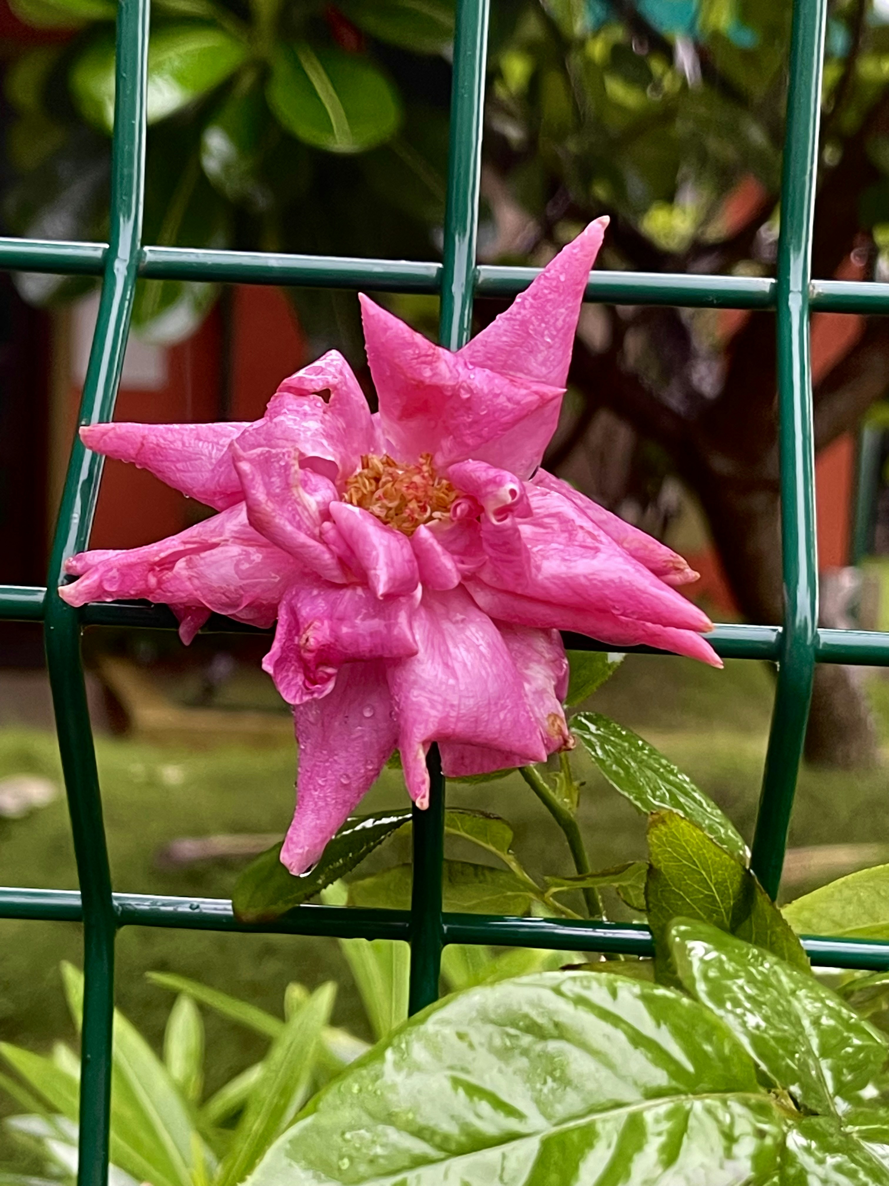 Blossom Behind the Mesh: A Pink Rose in the Garden