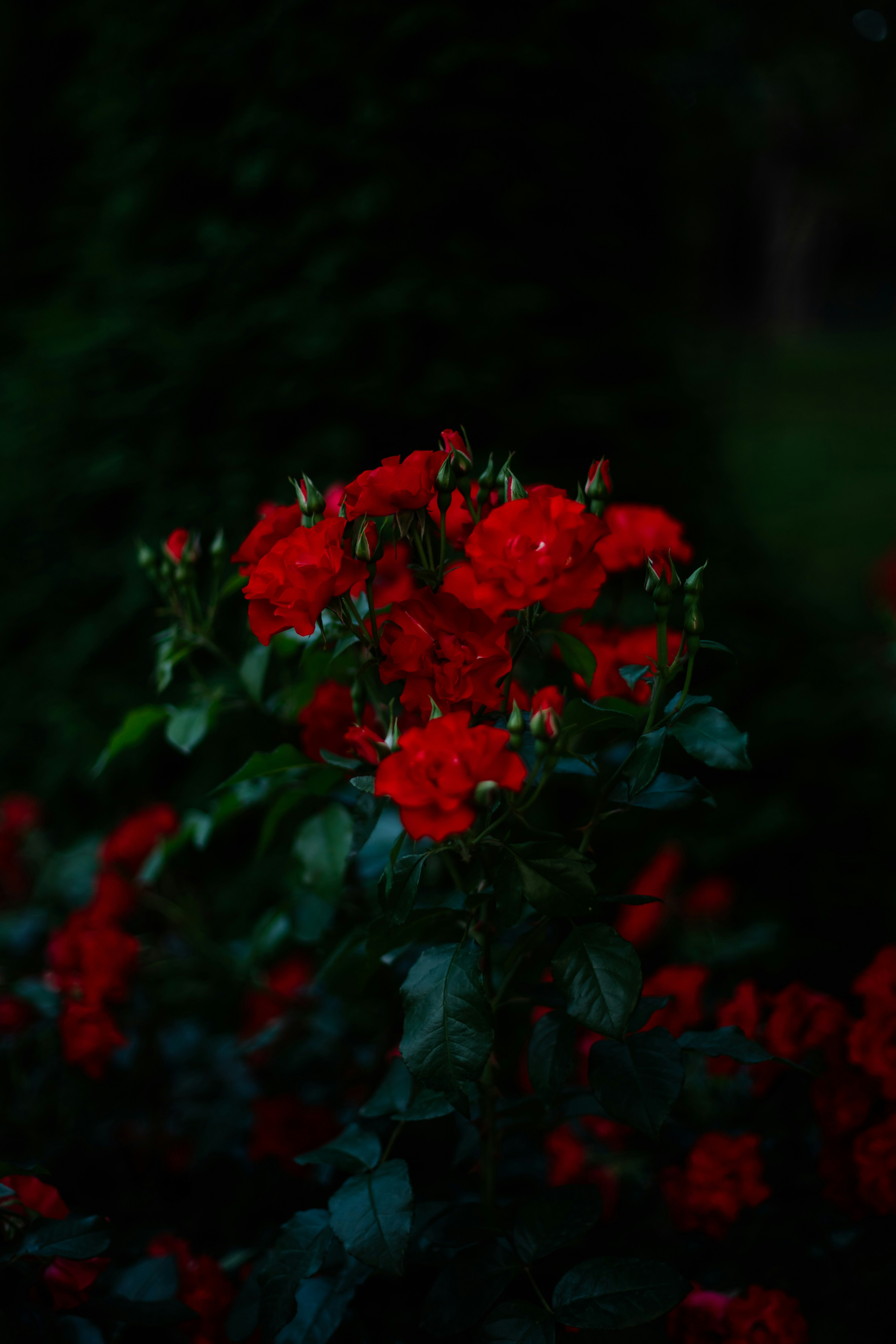 550+ Red Roses Pictures | Download Free Images on Unsplash