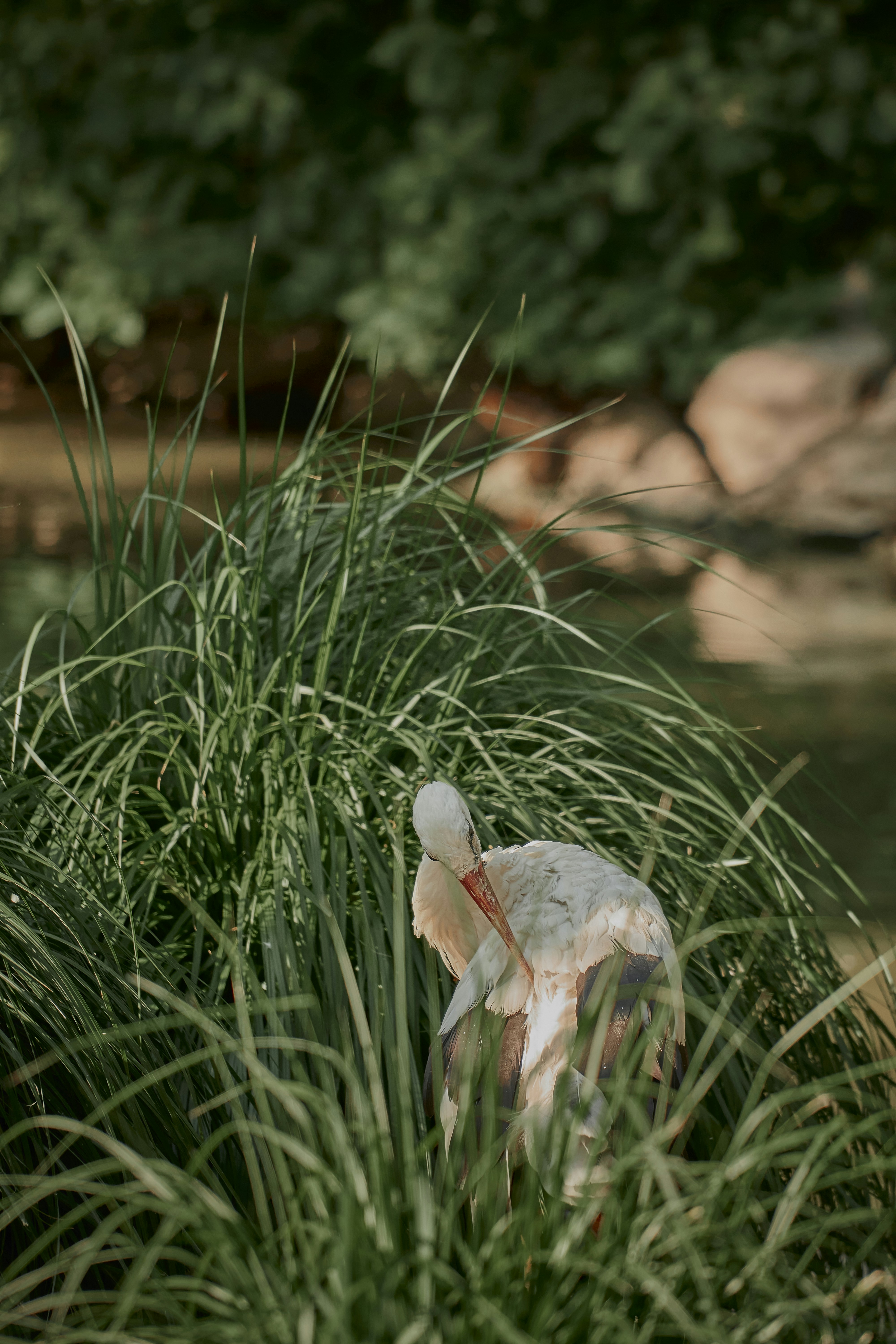 Egret Among Reeds: A Quiet Moment by the Pond