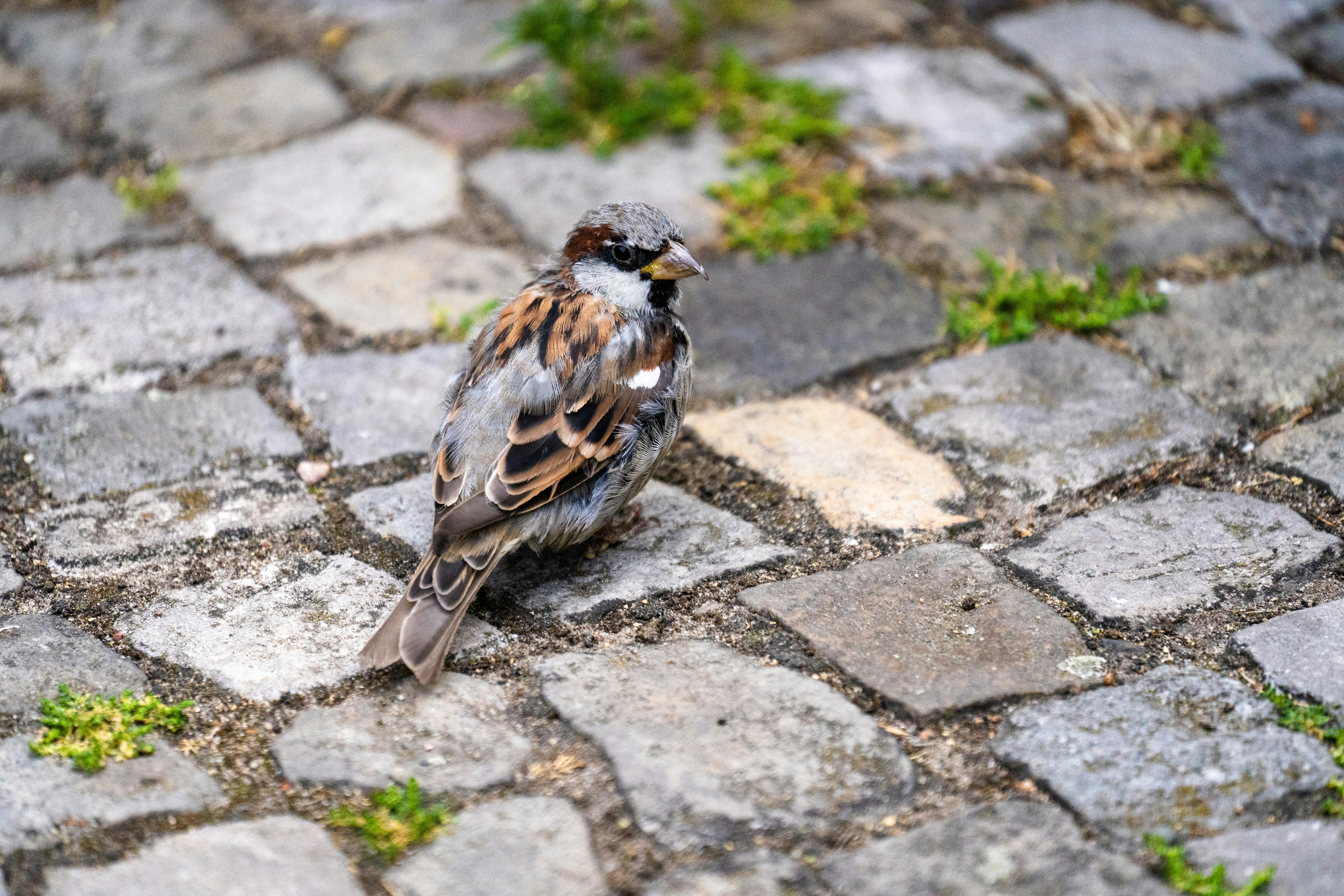 A house sparrow found roaming the streets of Berlin, Germany.