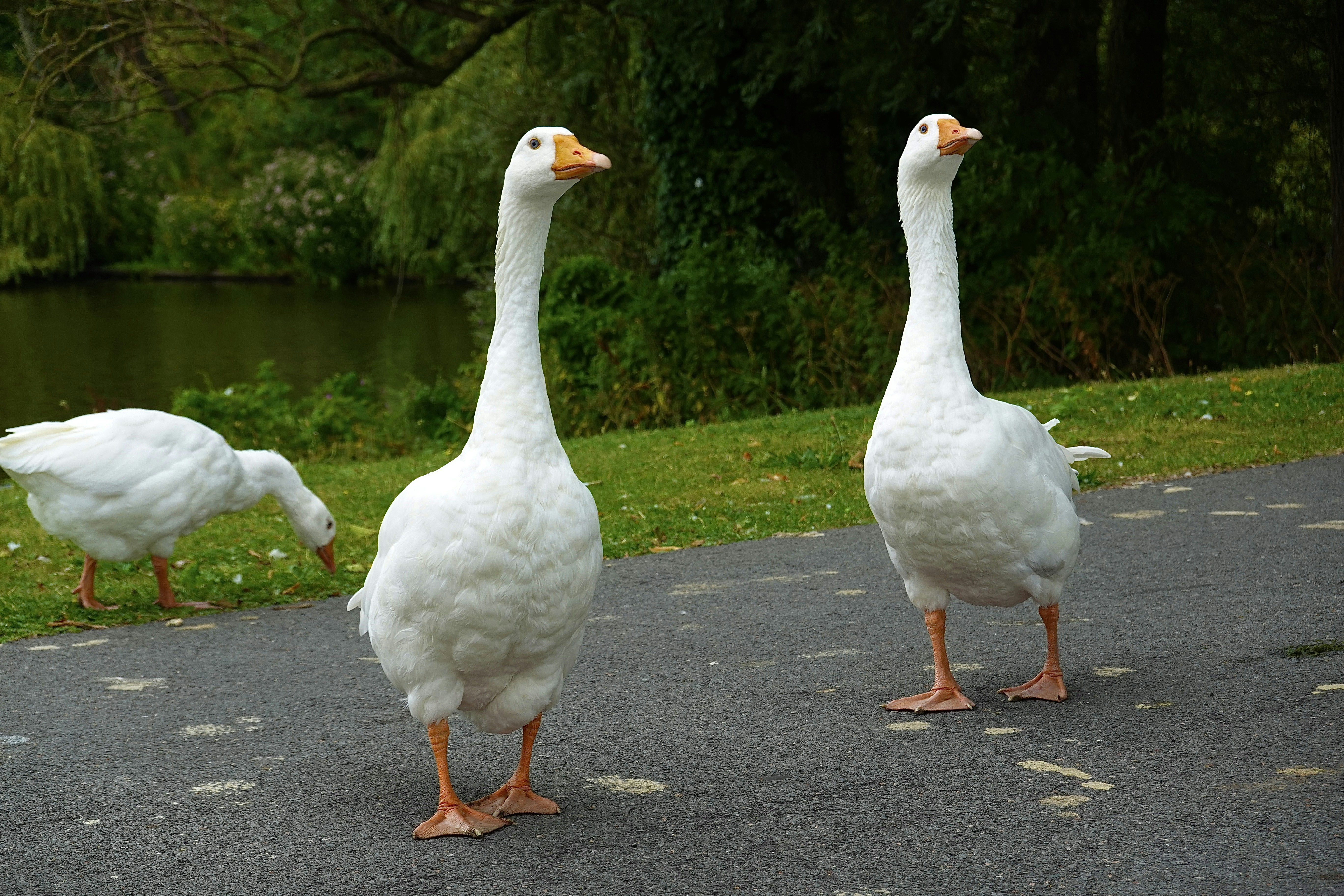 Goose in city park | a group of geese walking on a road by a lake