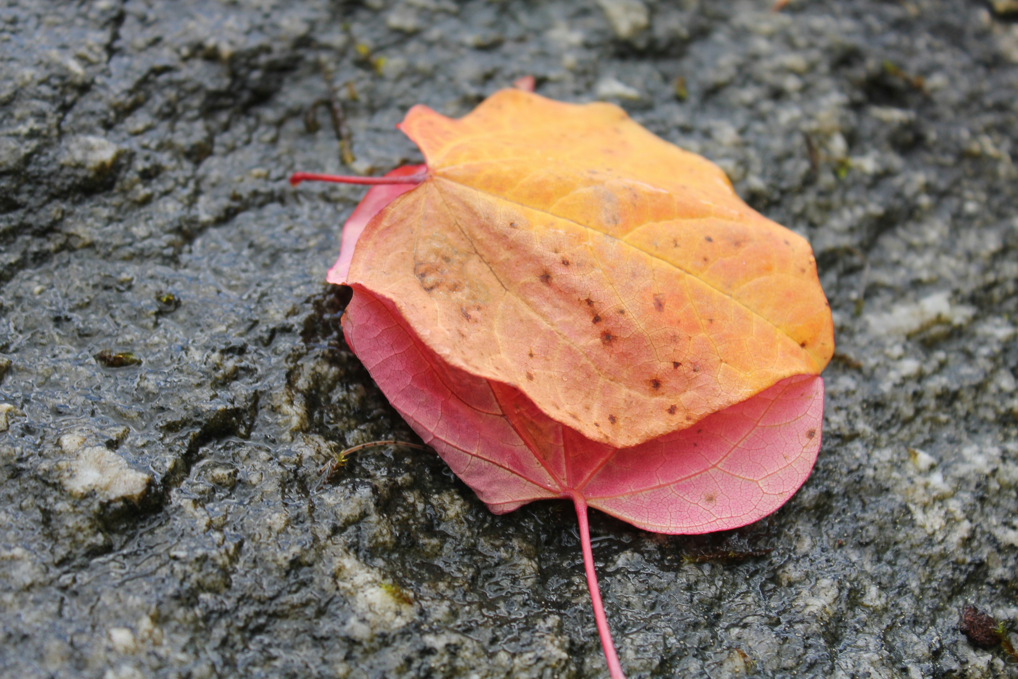 Nature's Palette: A Study in Autumn Hues