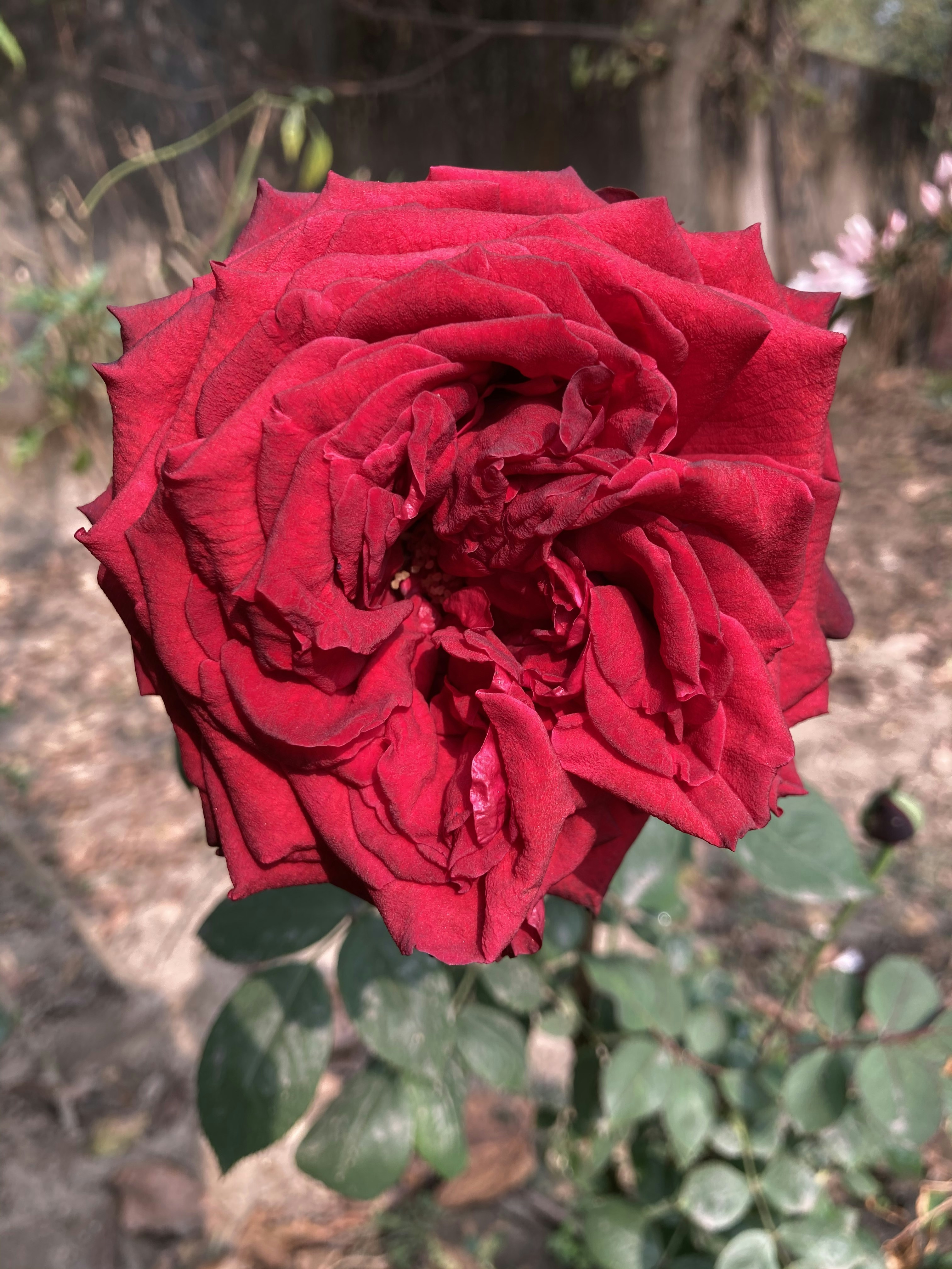 Click of Iphone XS