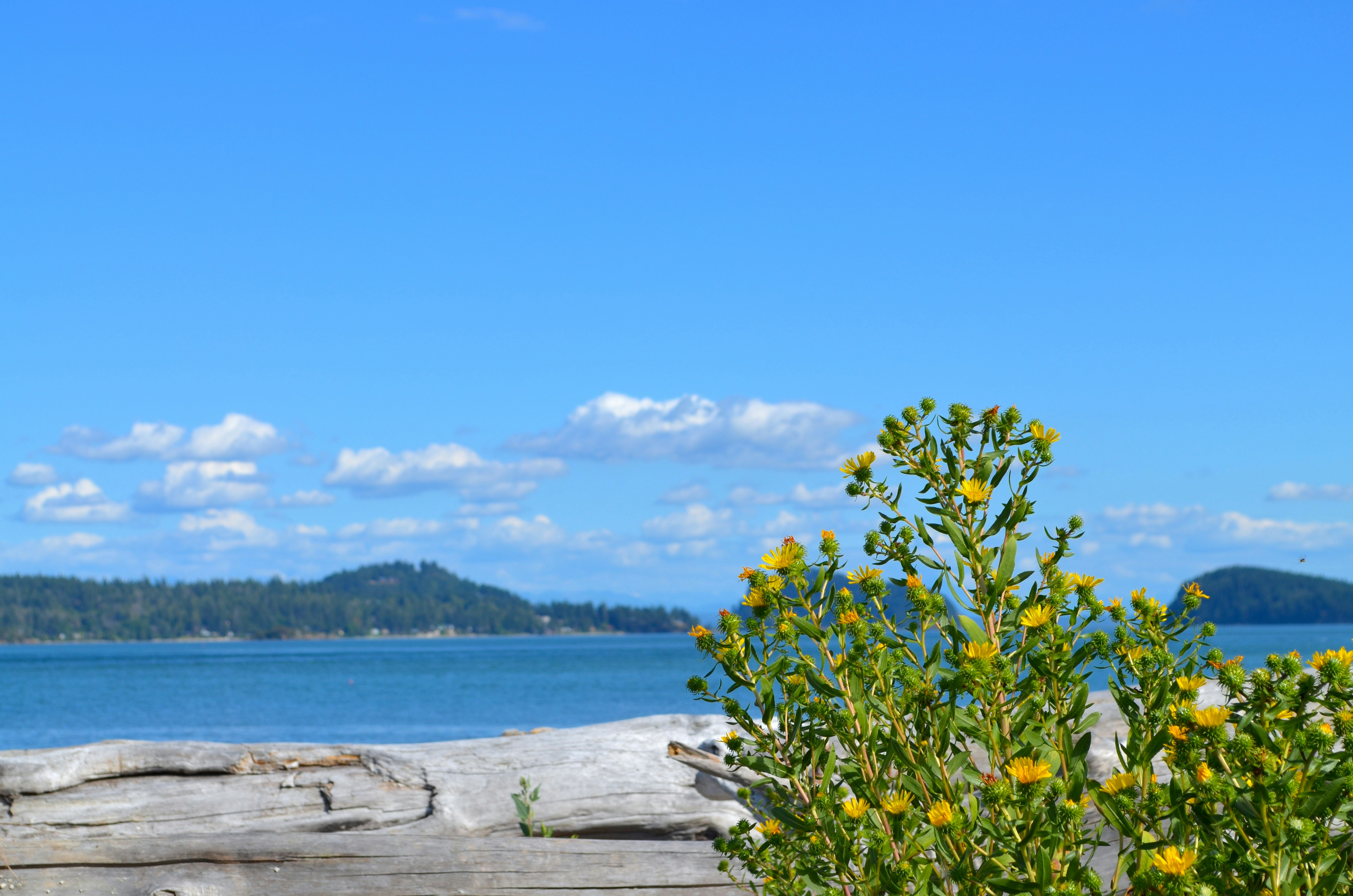 A yellow flower on a beach photo – Free Deception pass Image on Unsplash