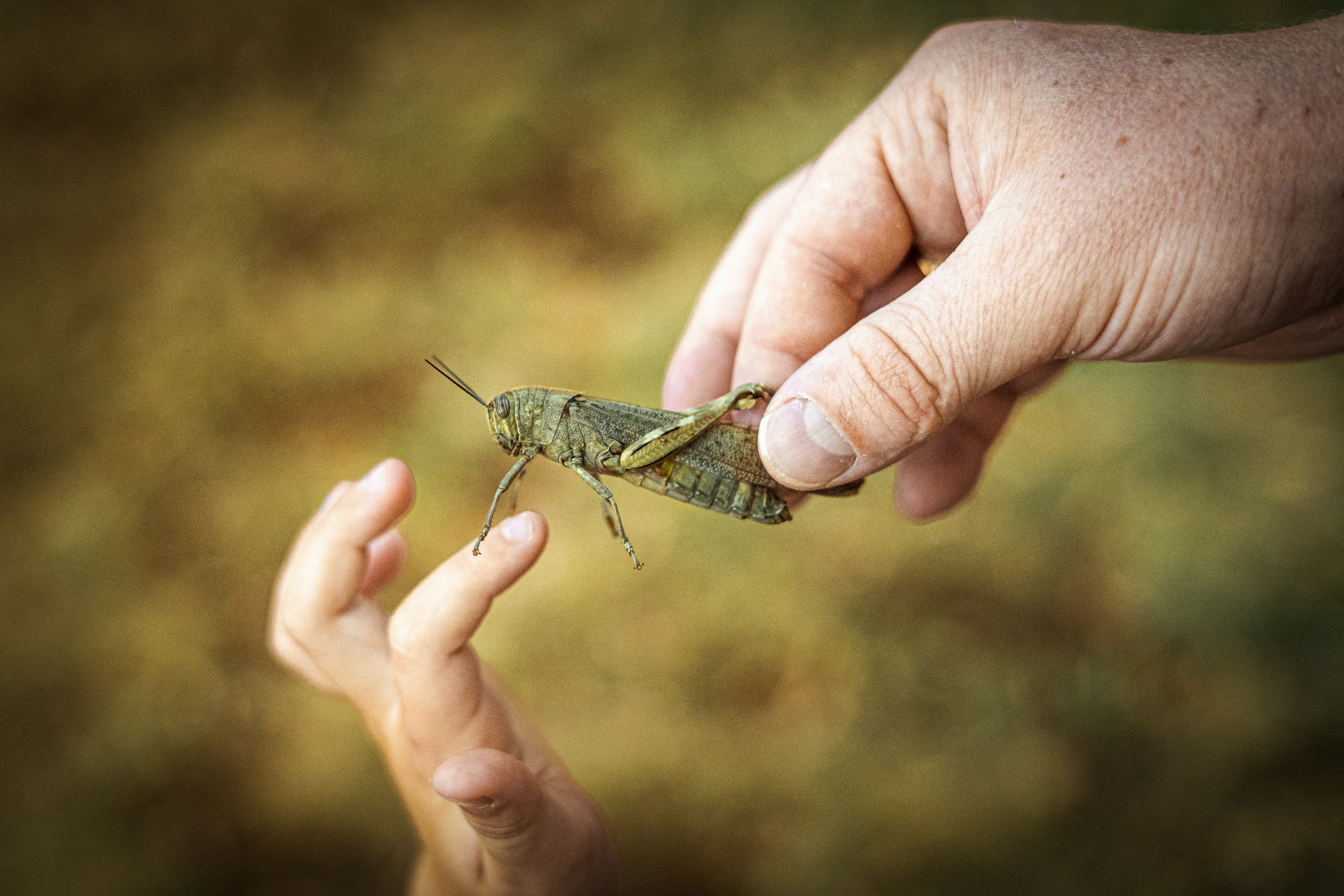 A person holding a bug photo – Free Showing Image on Unsplash