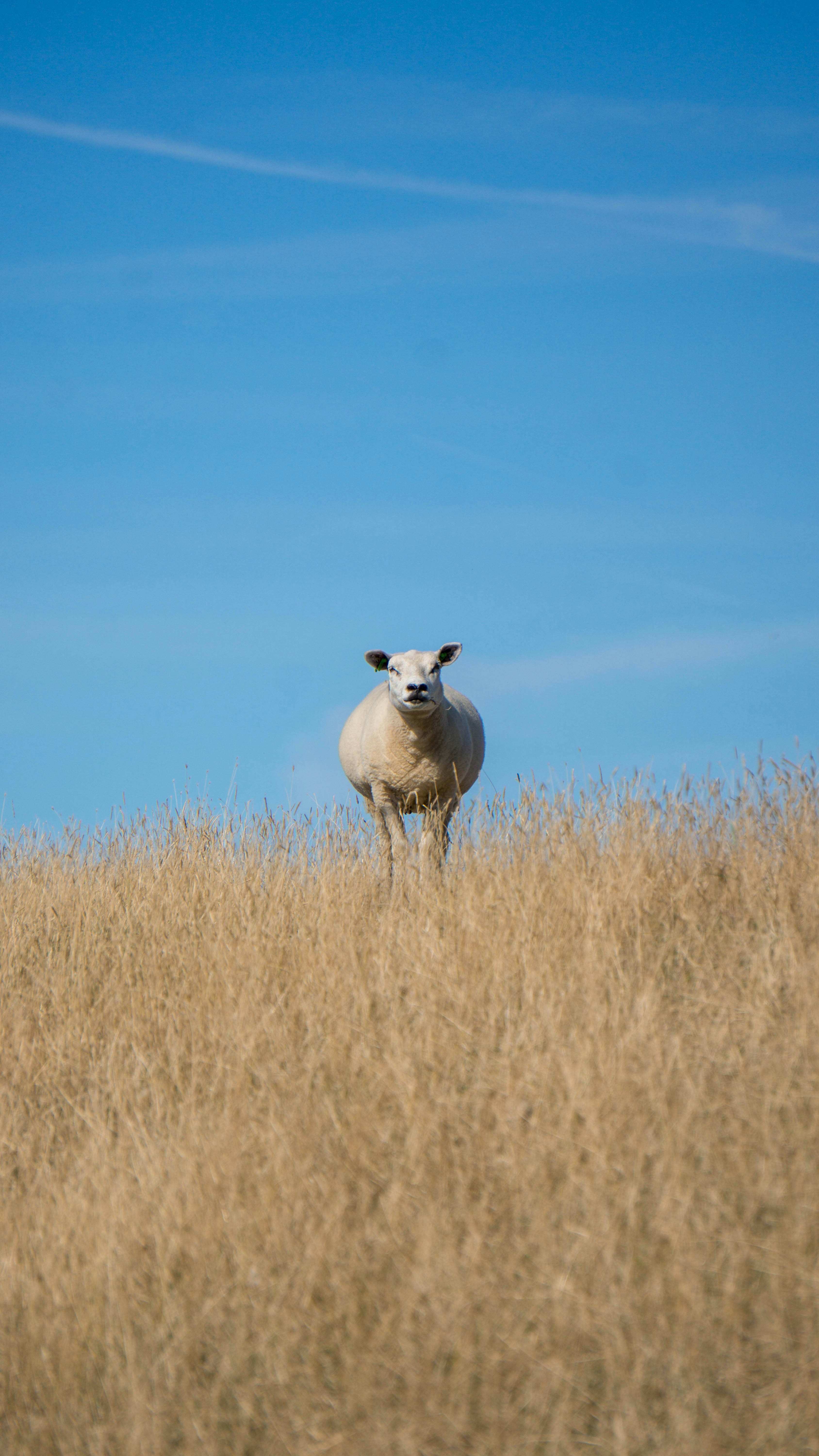 Un mouton debout dans un champ photo – Photo Niederlande Gratuite sur ...