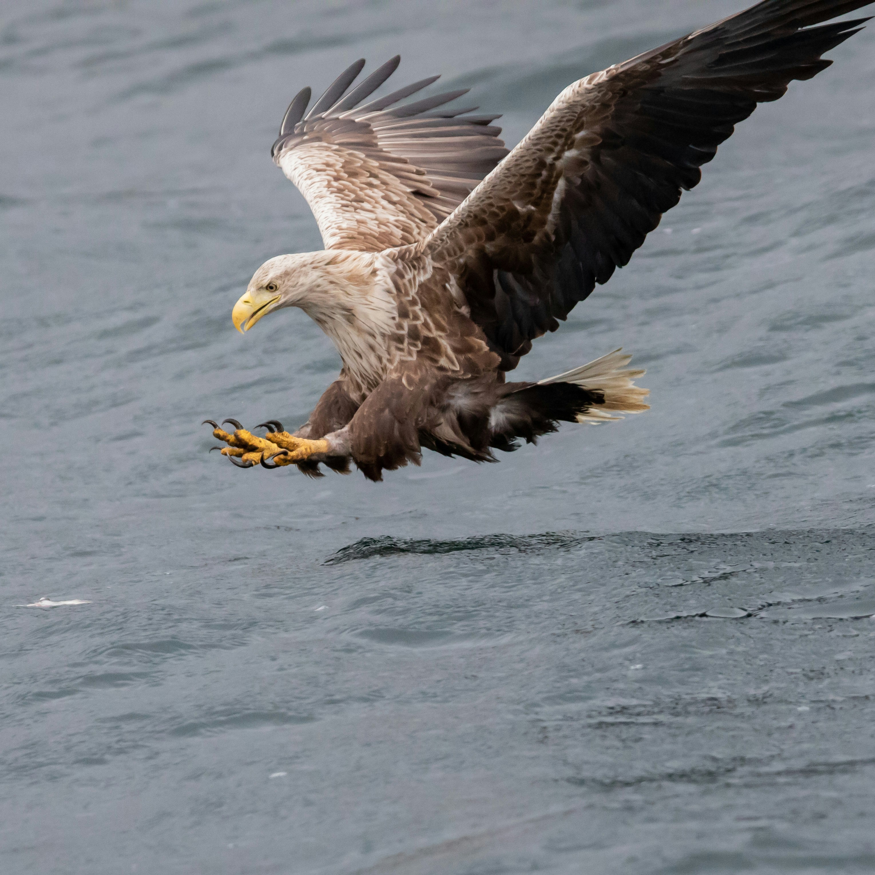 A bald eagle flying over water photo – Free United kingdom Image on ...