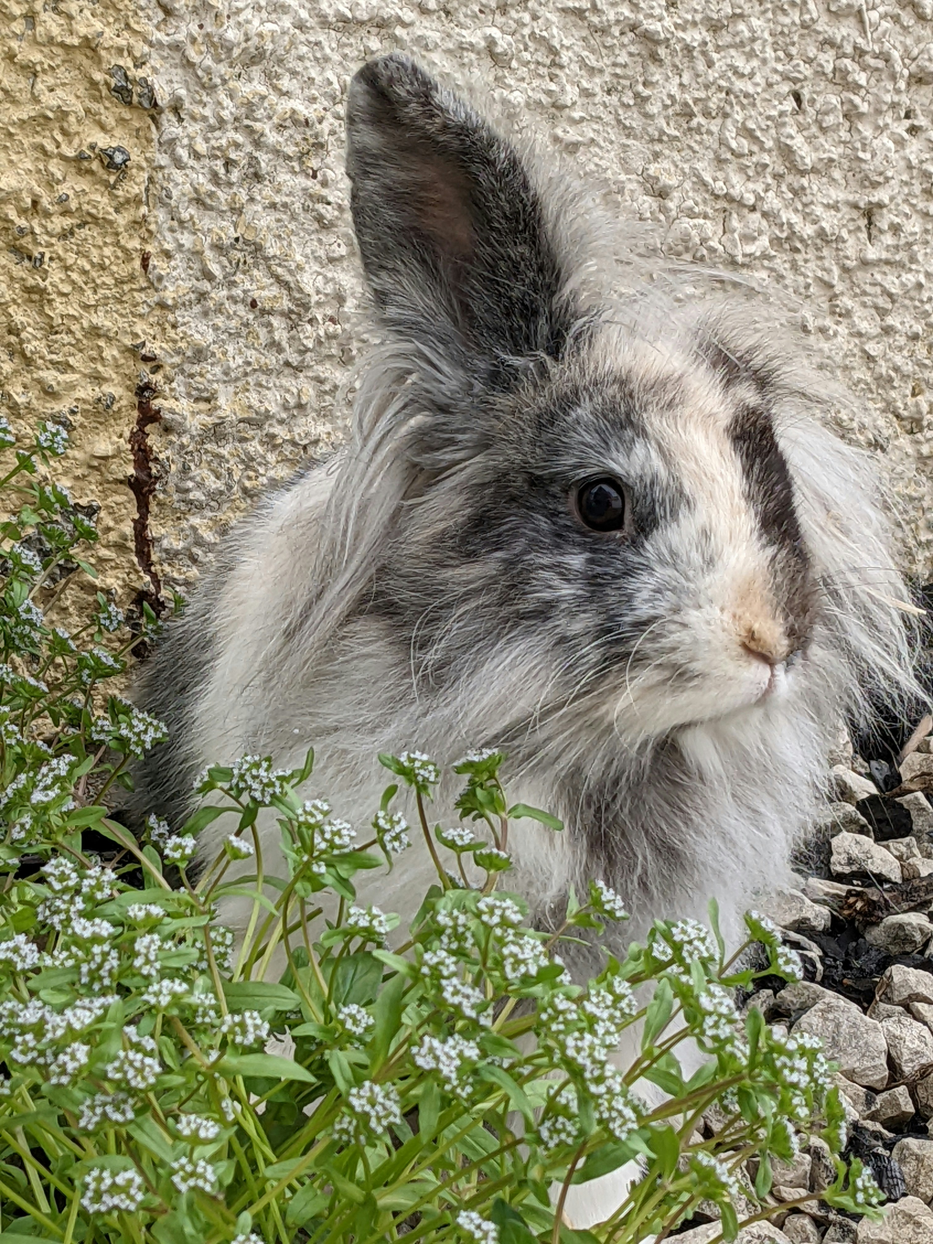 Curious Rabbit by a Weathered Wall, Framed by White Blooms