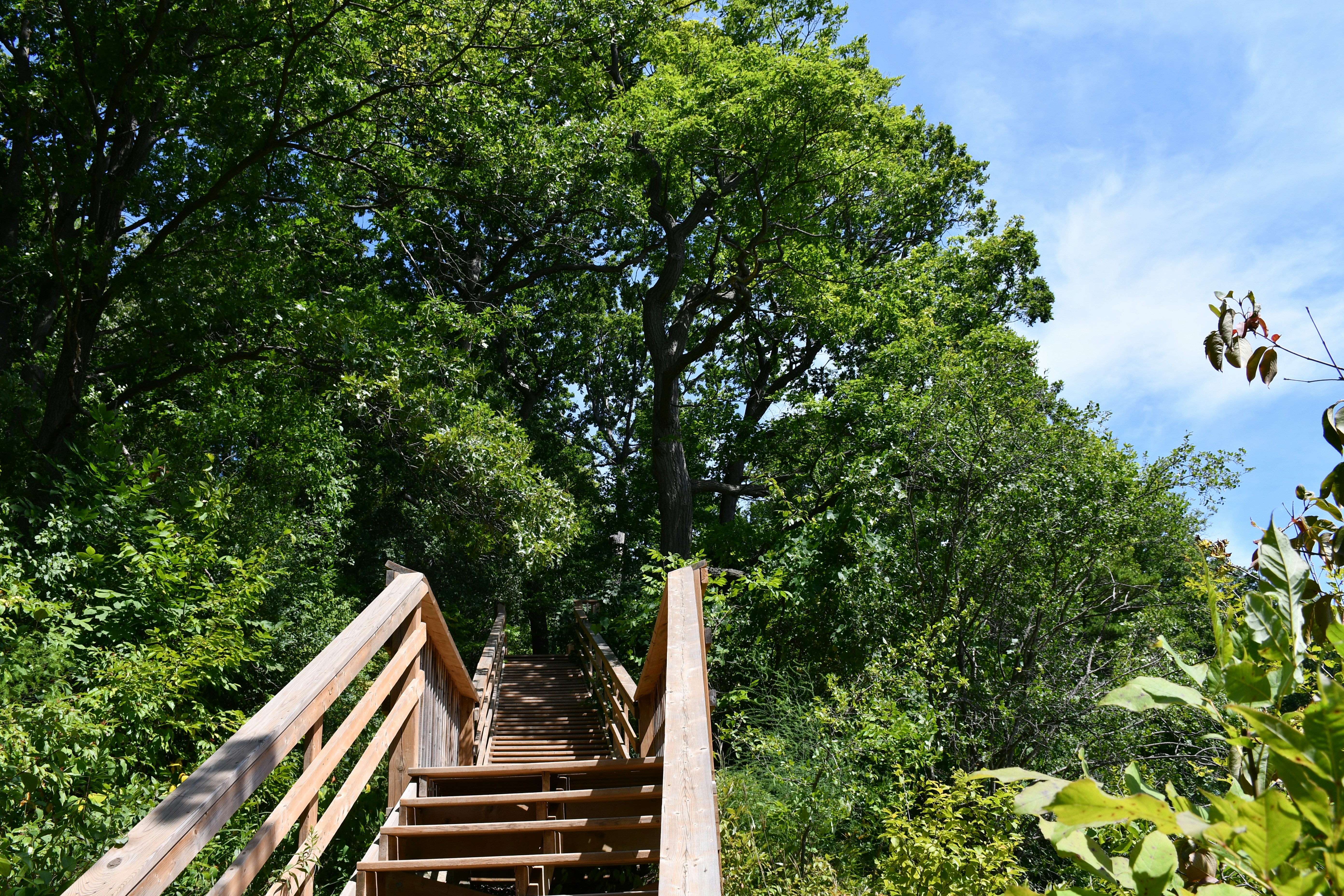 A wooden bridge with trees on either side of it photo – Free Urban ...
