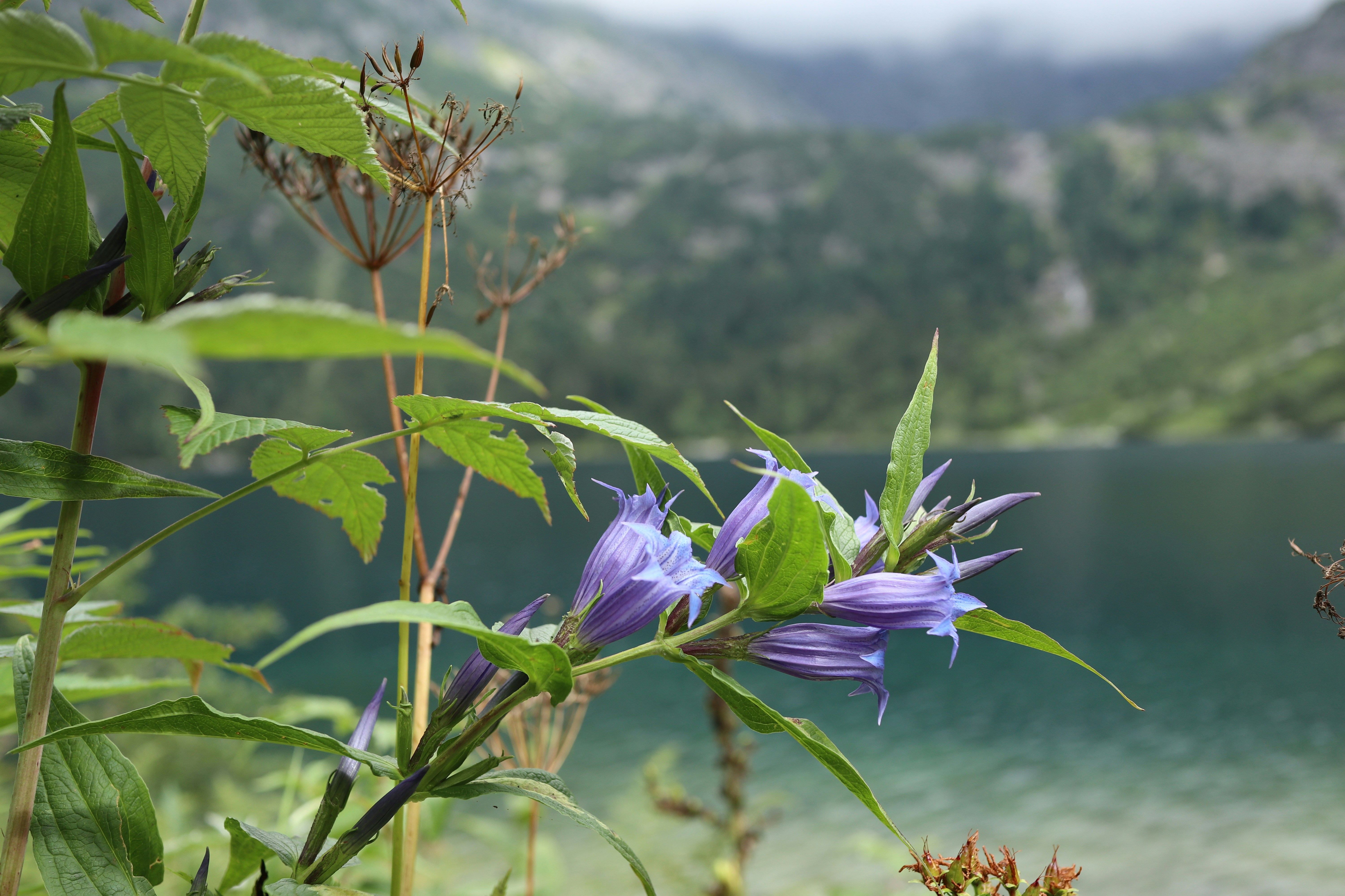 Purple Campanula by the Tranquil Alpine Lake