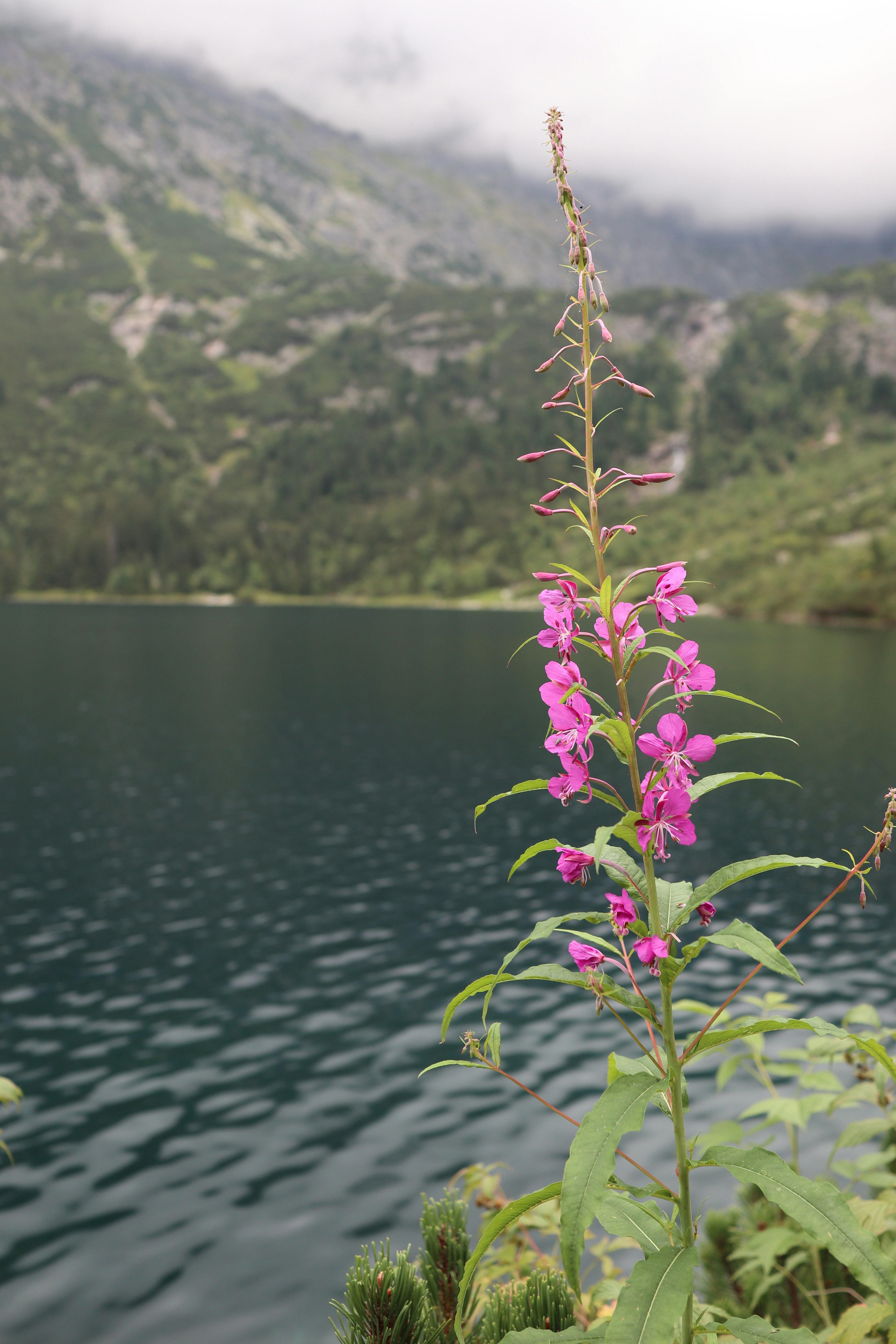 Pink Spire by the Silent Alpine Lake