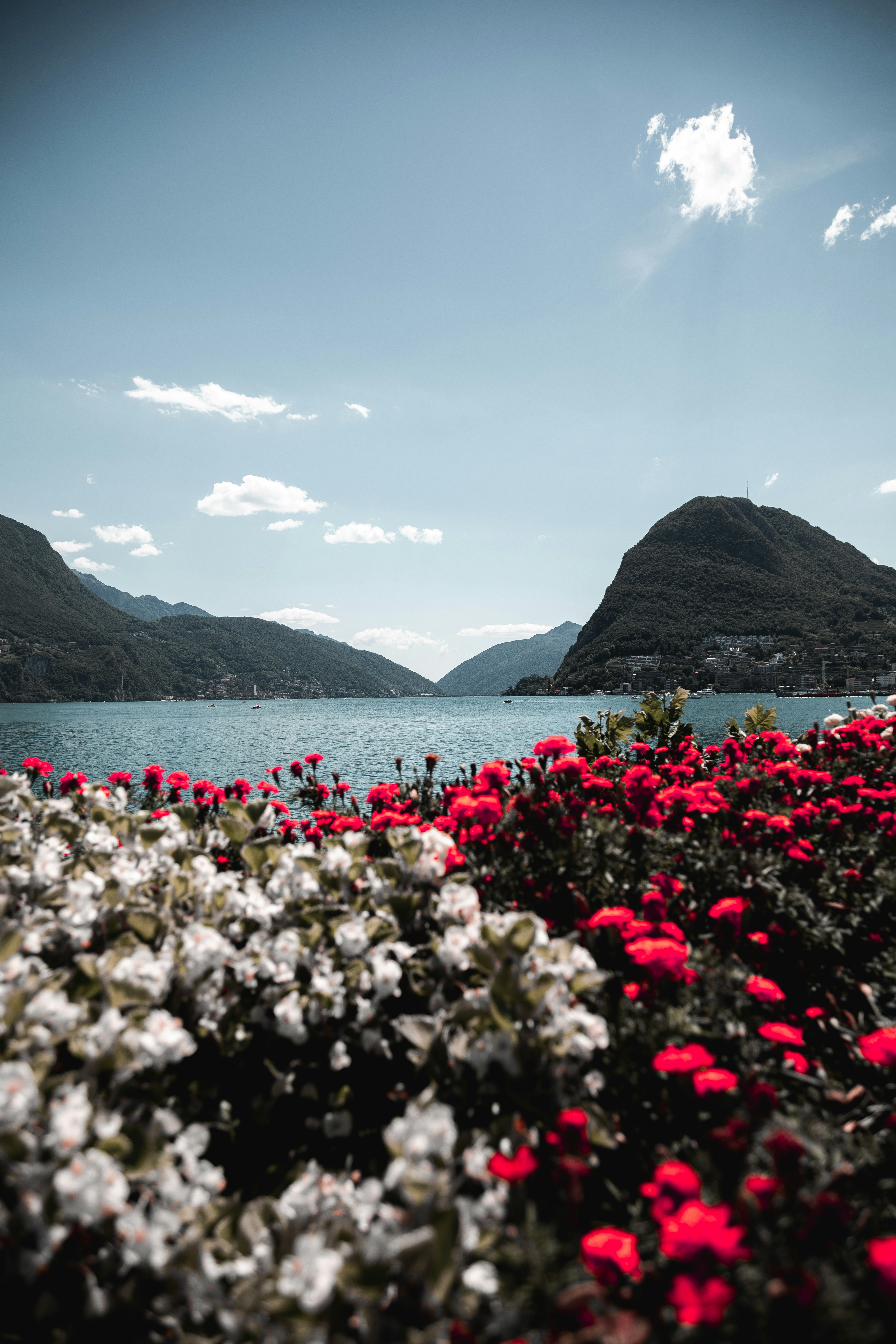 Crimson Fringes by the Alpine Lake