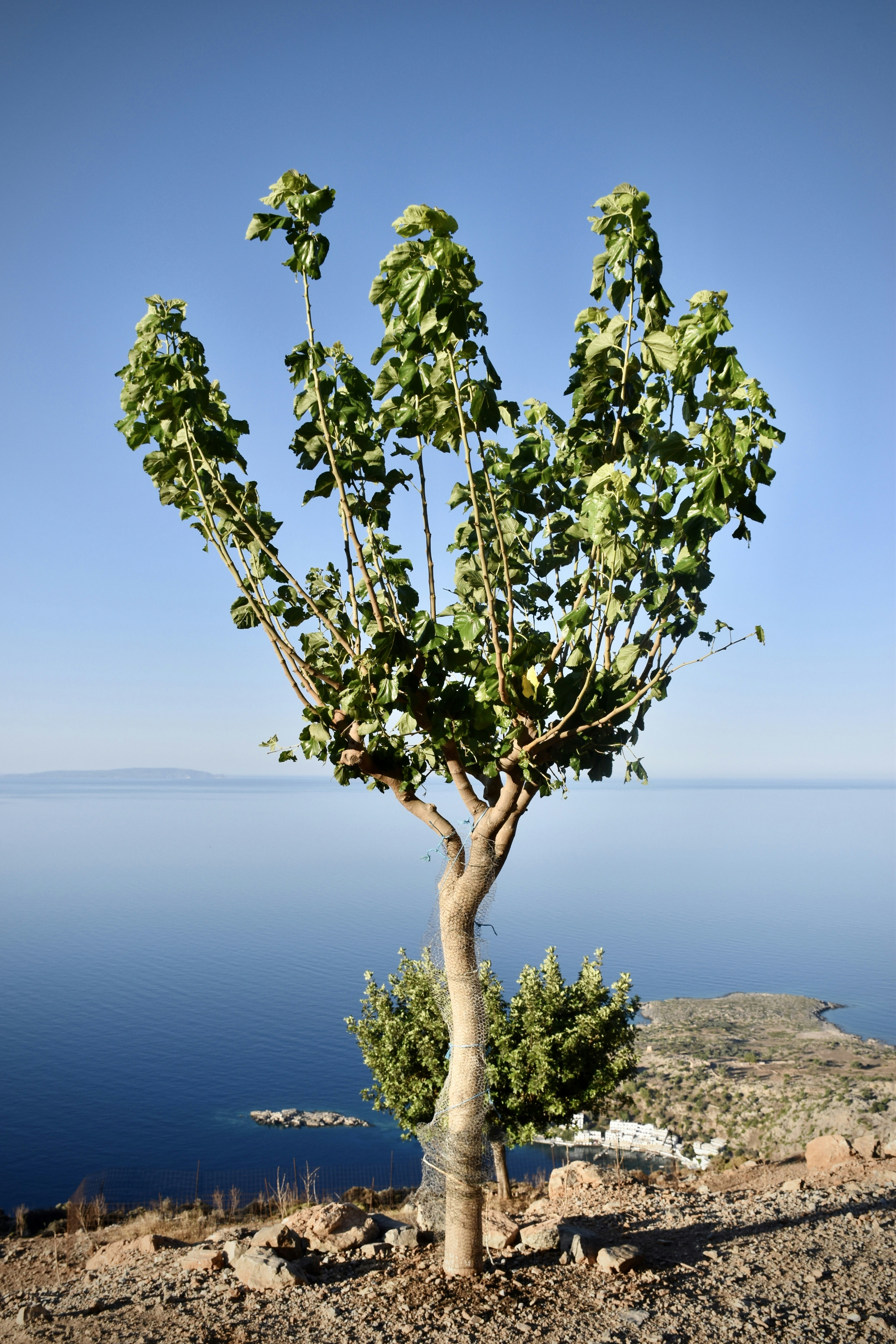 A lone peach tree (I guess) on the southern coast of Crete, a little village beyond and the island of Gavdos to be seen in the background. 07/22/22