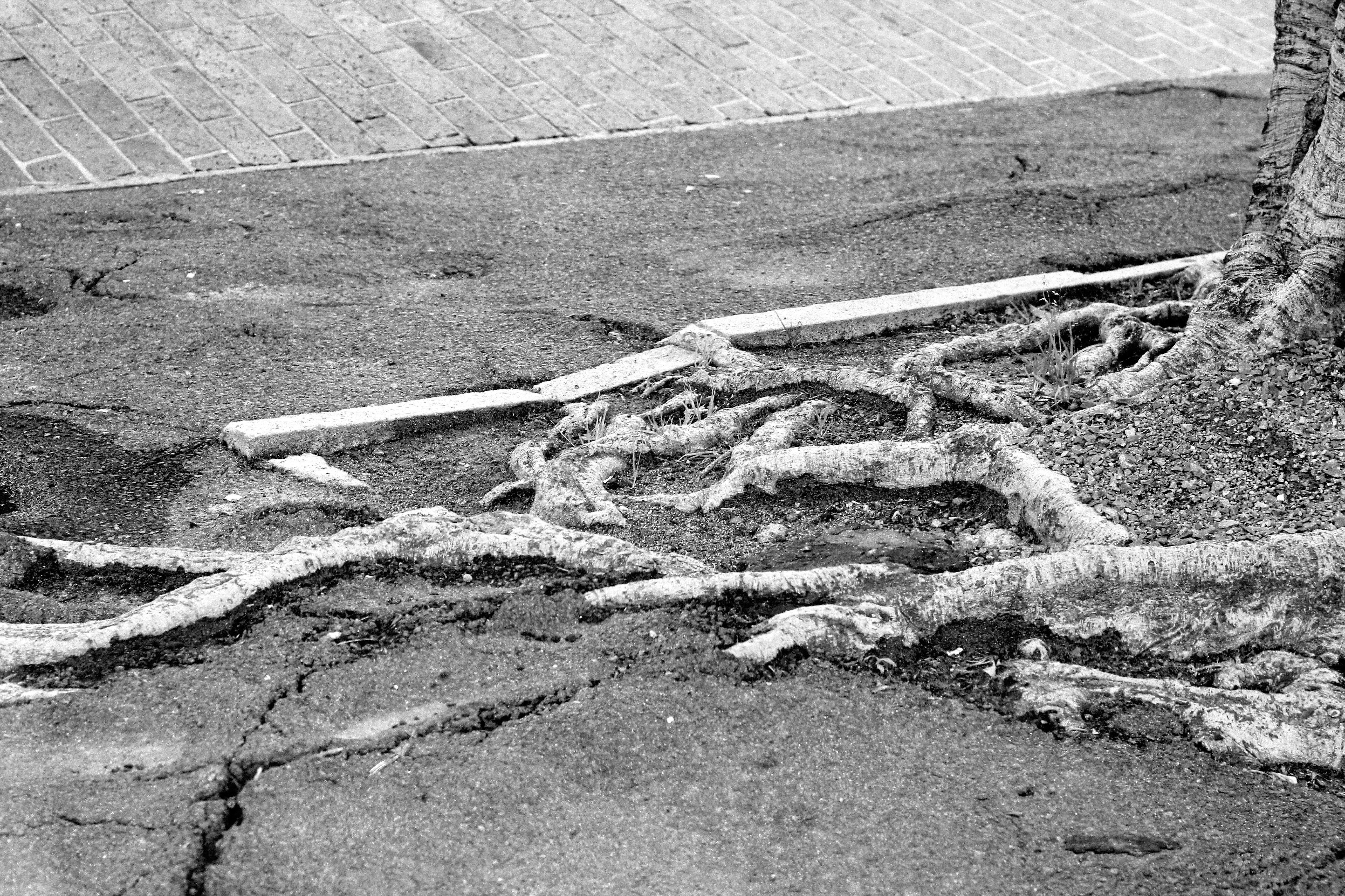 I've got news for you 'mankind', Mother Nature will prevail.  | a close-up of a road