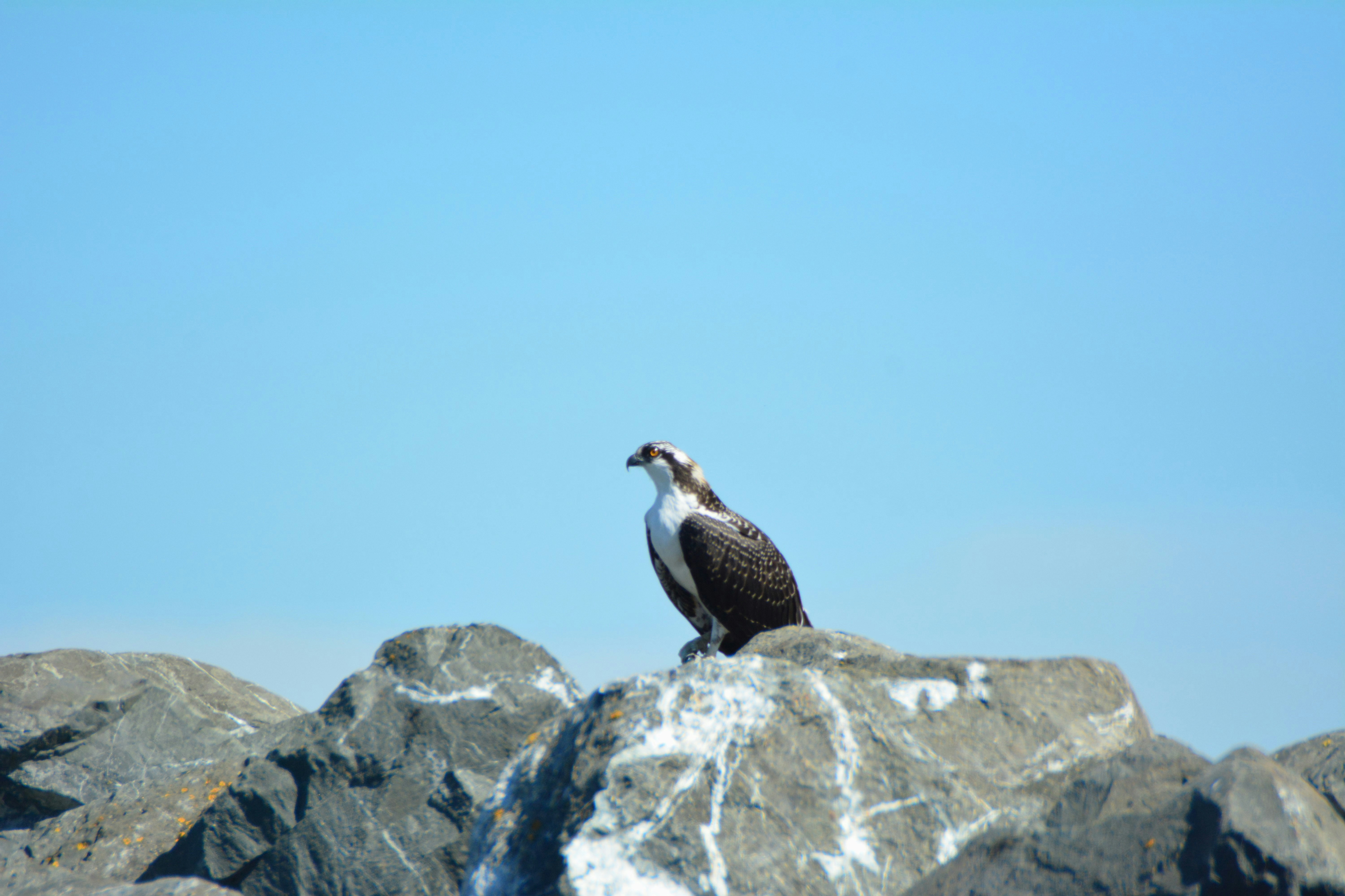 Osprey perched on a rocky outcrop against a clear blue sky, surveying its surroundings with keen focus.
