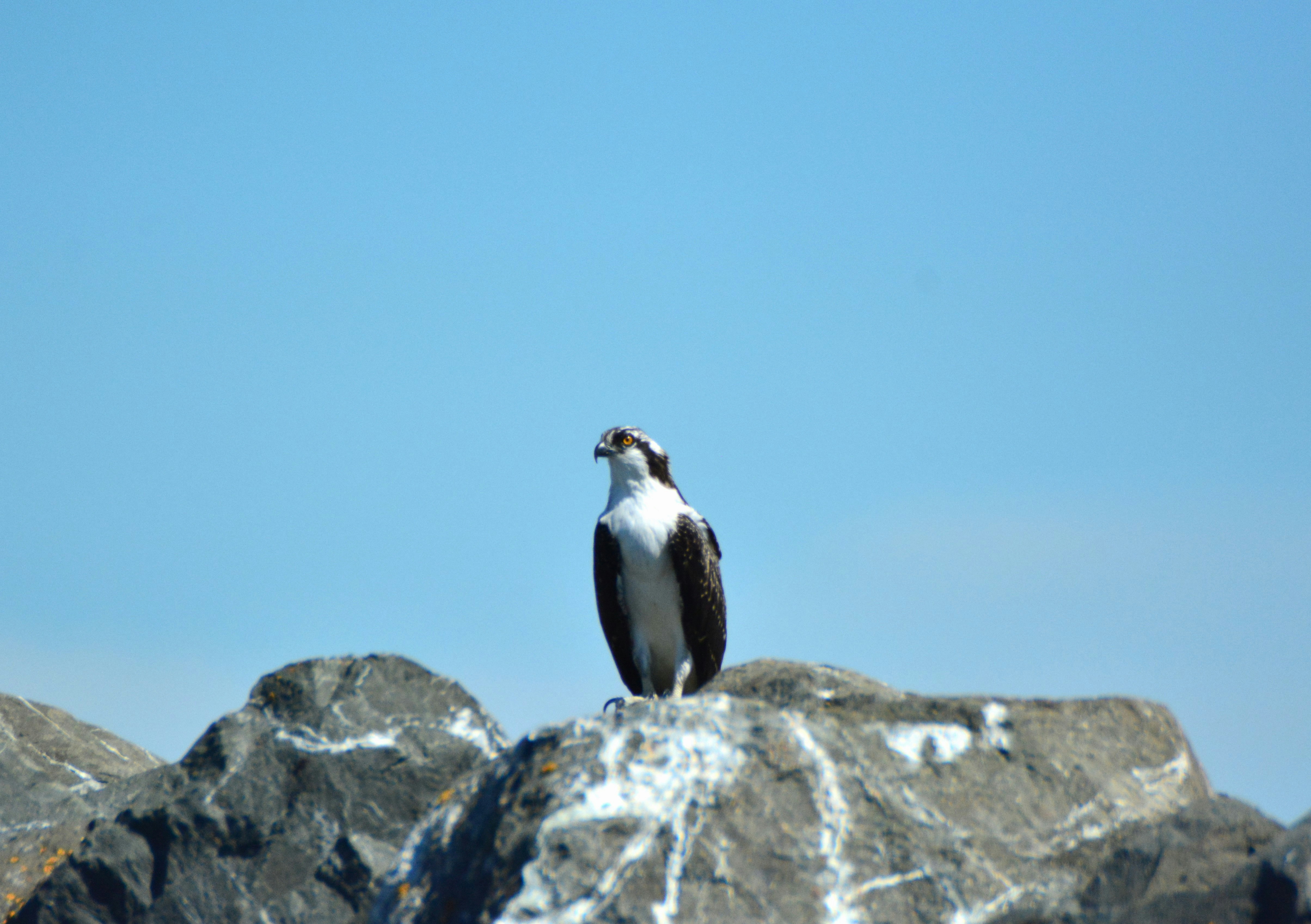 Young Osprey on the rocks close to its nest. | a penguin standing on a rock