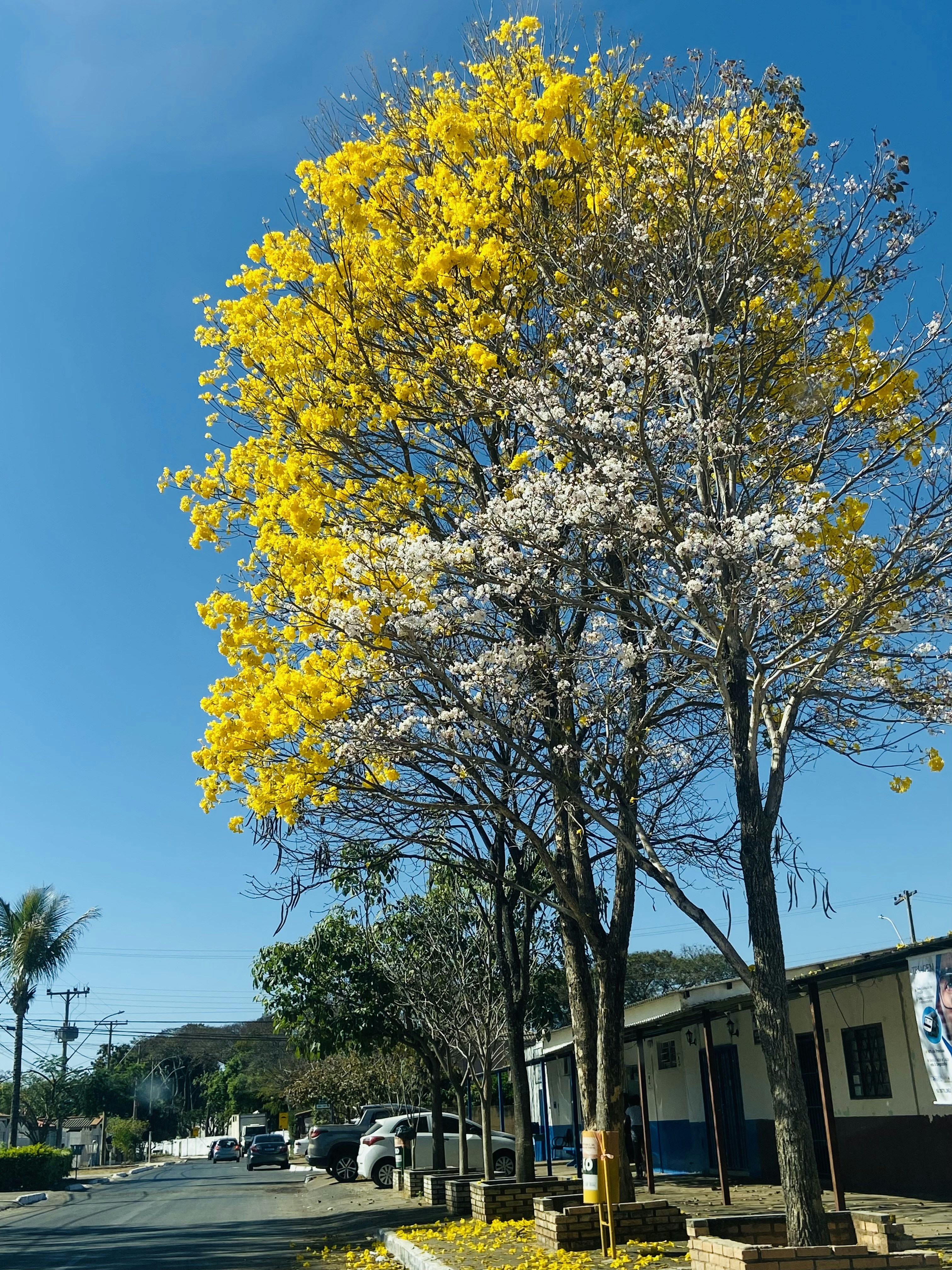 Canopy of Two-Tone Blossoms Under a Brilliant Sky
