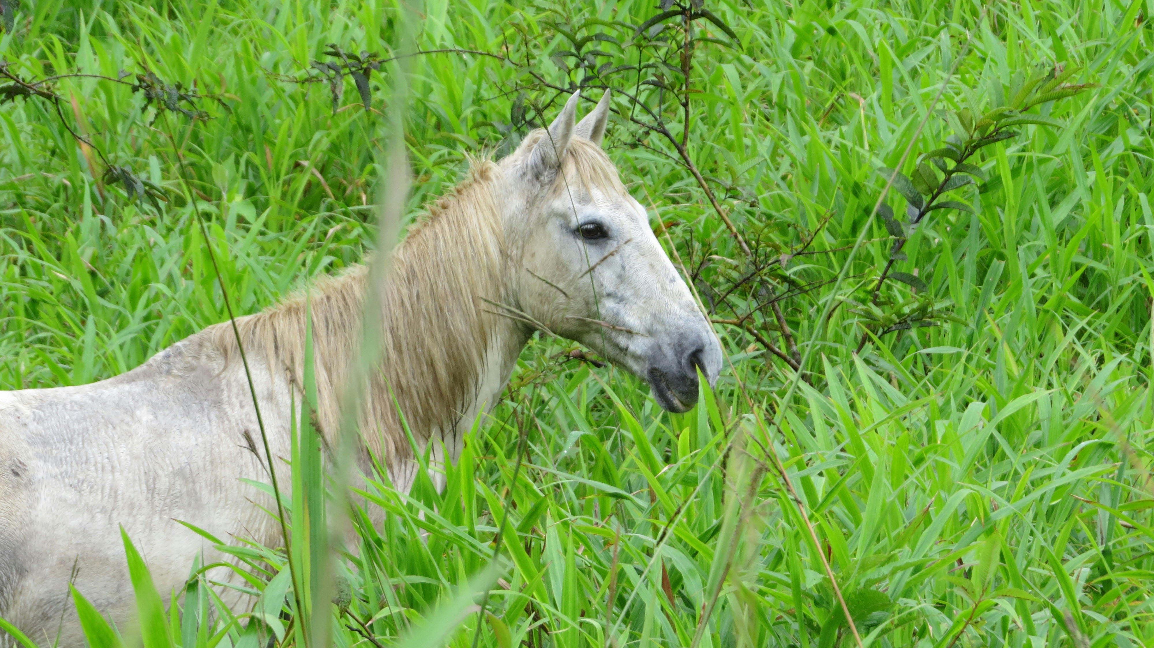 a horse in the grass