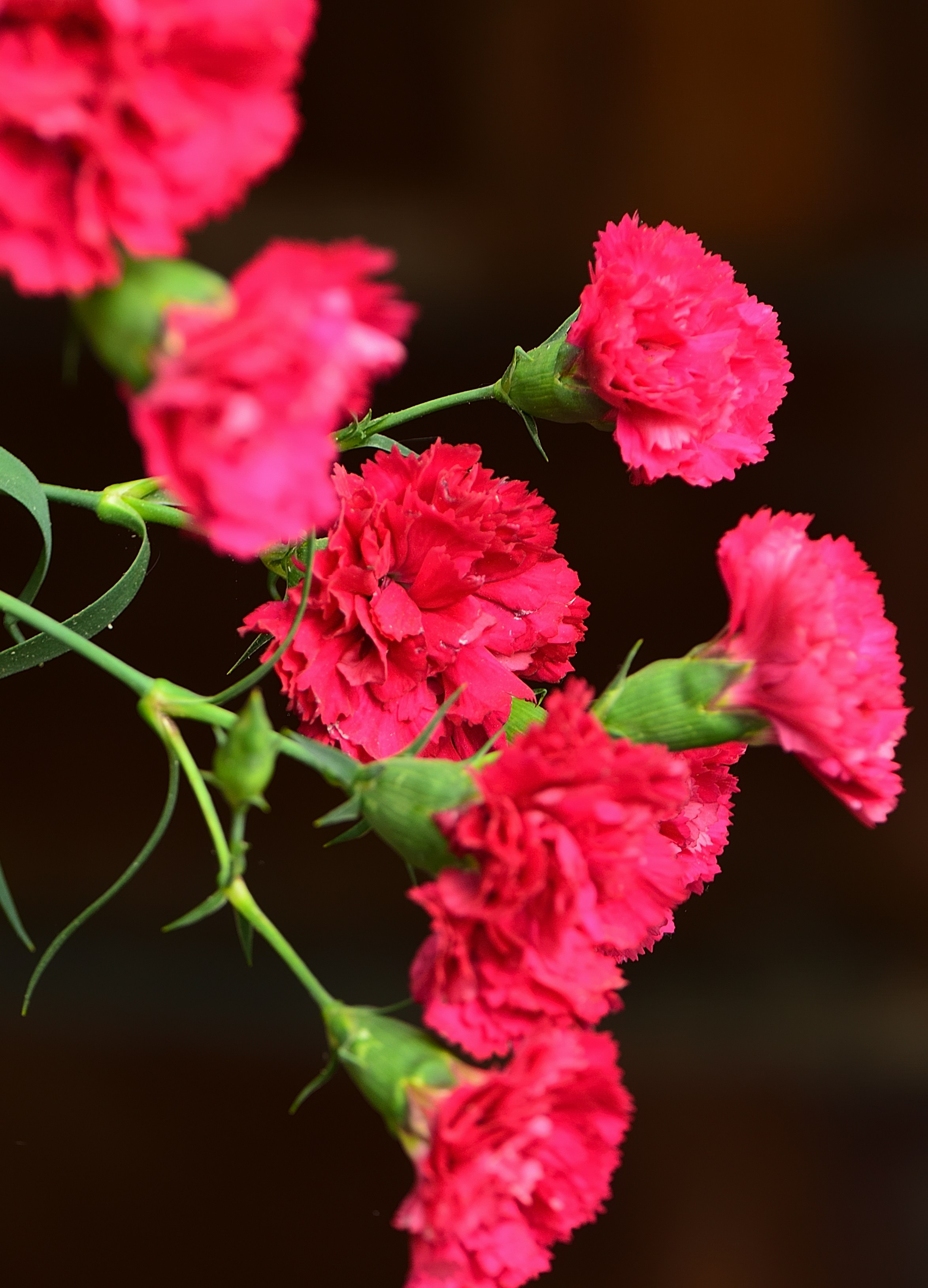 Crimson Frills: Close-Up Carnations in a Velvet Dark Backdrop