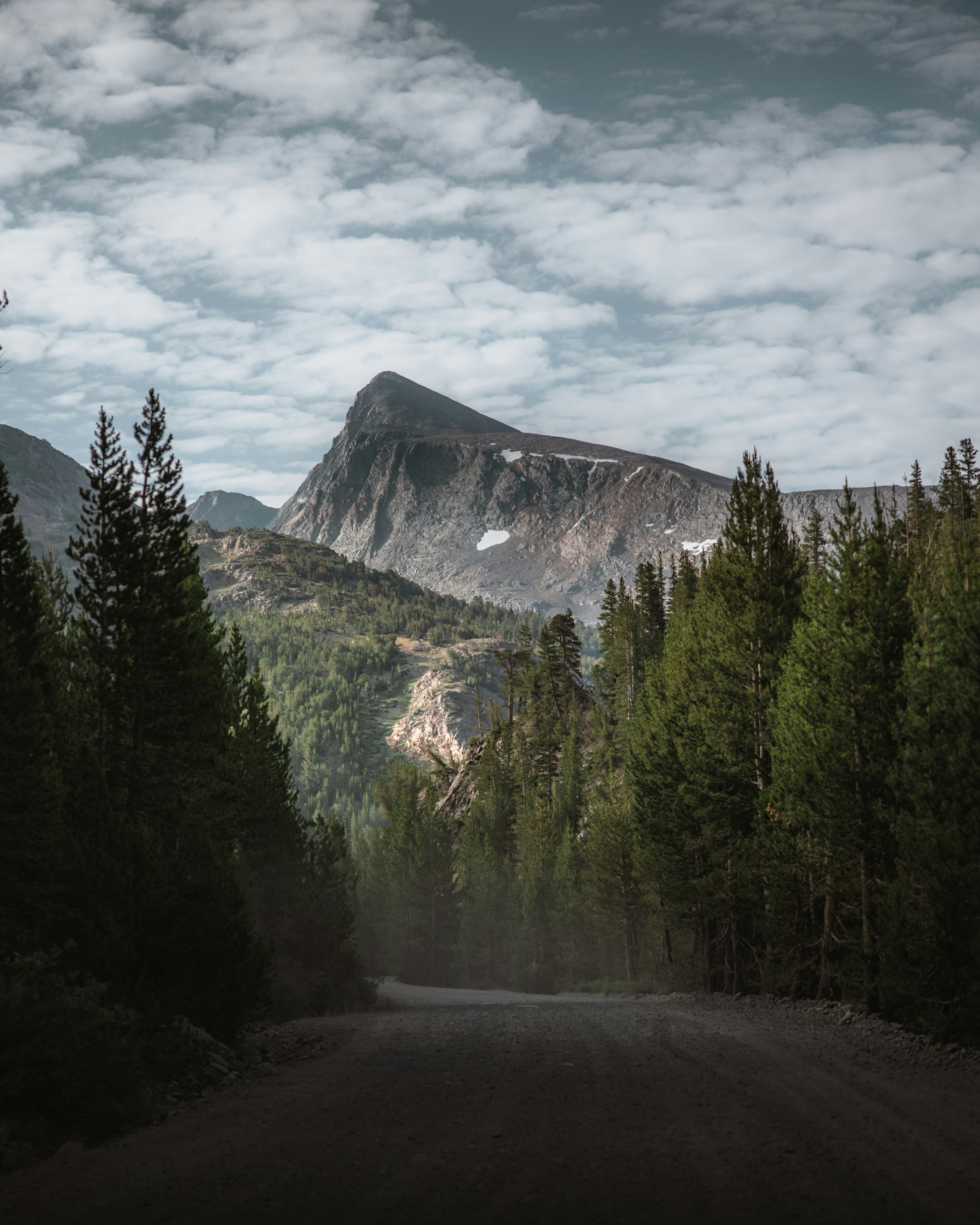 Majestic Road Through Pine Corridor Toward Snow-Capped Peak