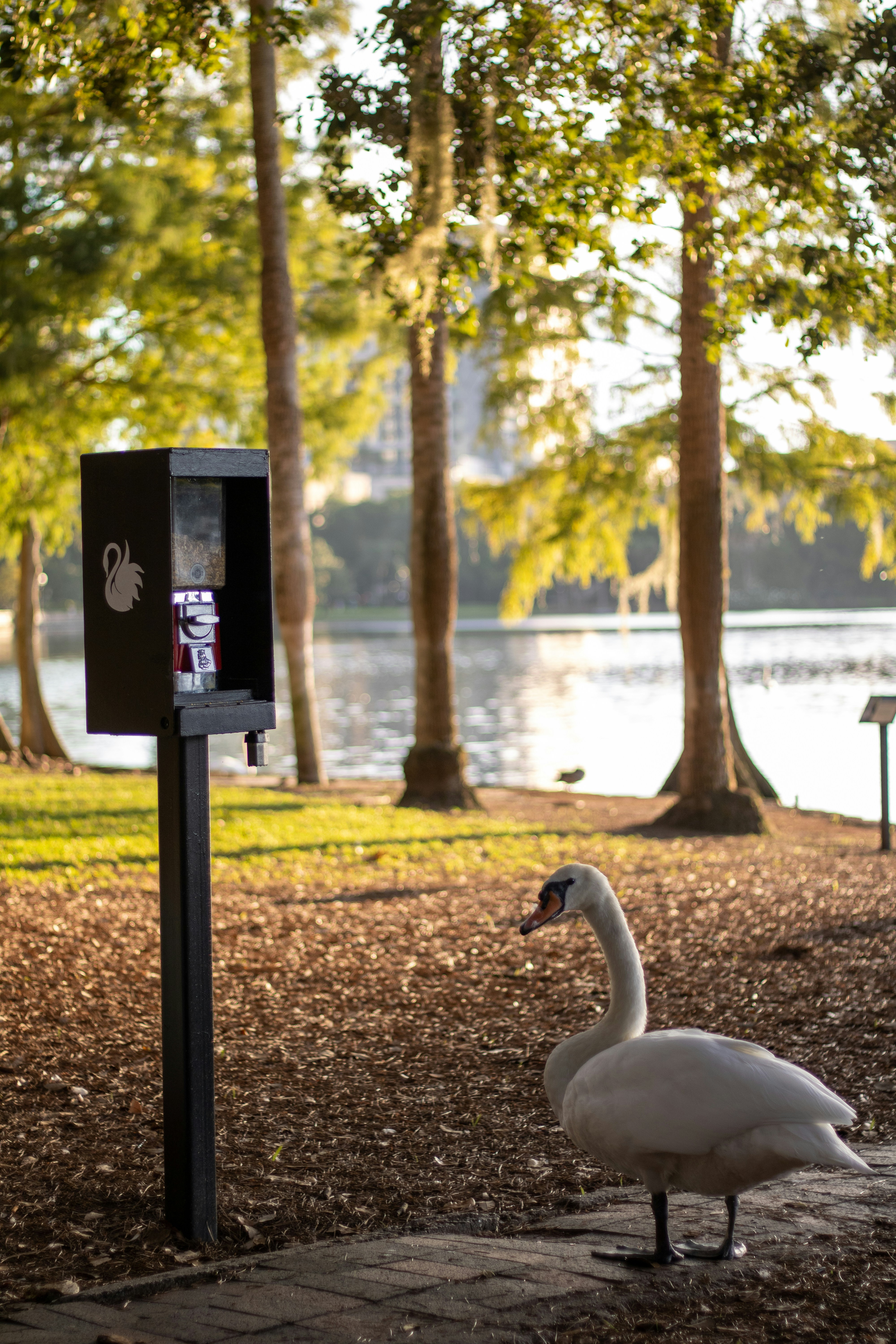Amber Light at the Lakeside: Swan in the Park