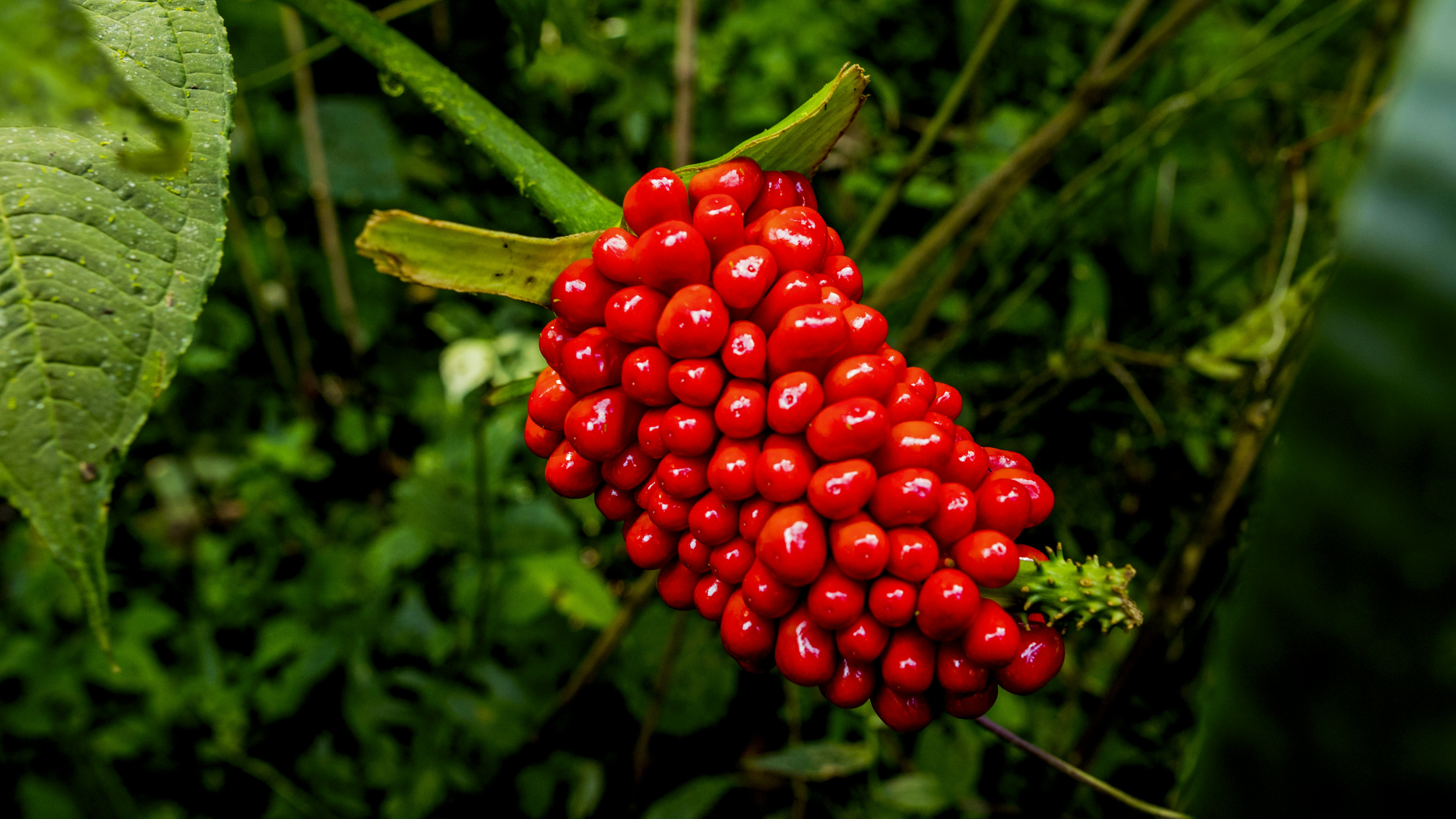 Shivapuri National Park