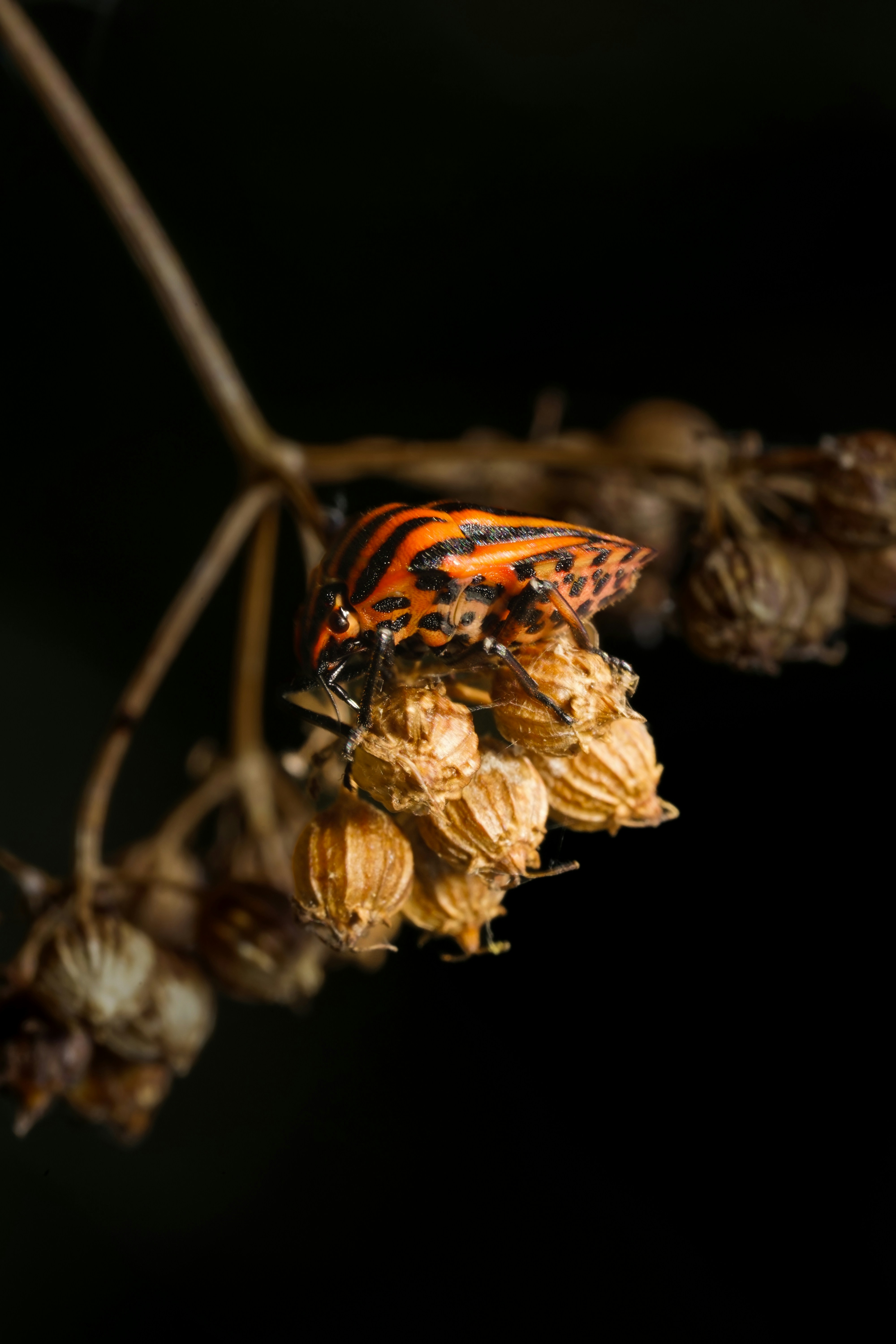 Scarlet Firebug on Withered Seed Heads: A Macro Portrait