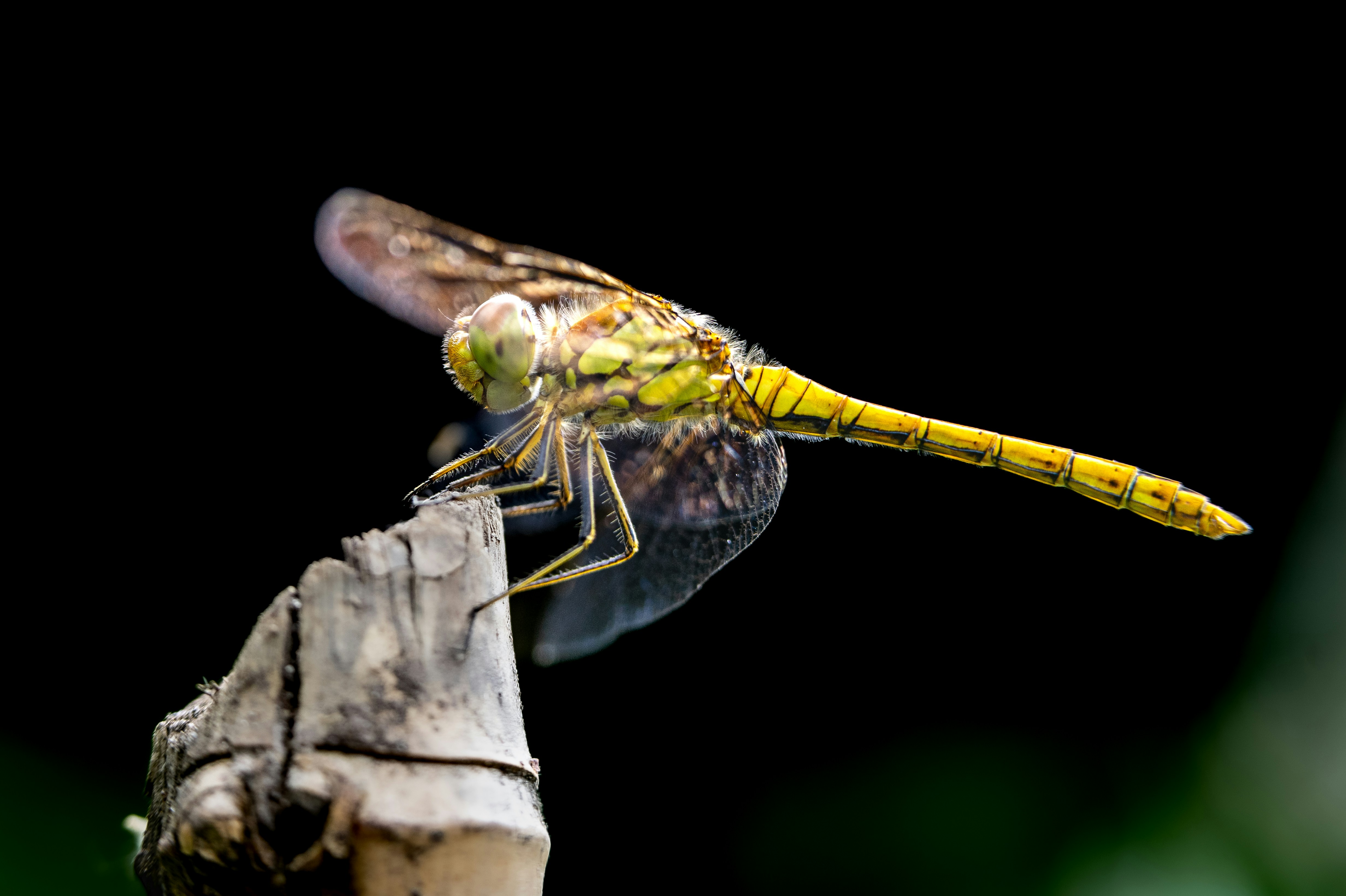 Emerald-Gaze: Macro Portrait of a Dragonfly on a Weathered Twig