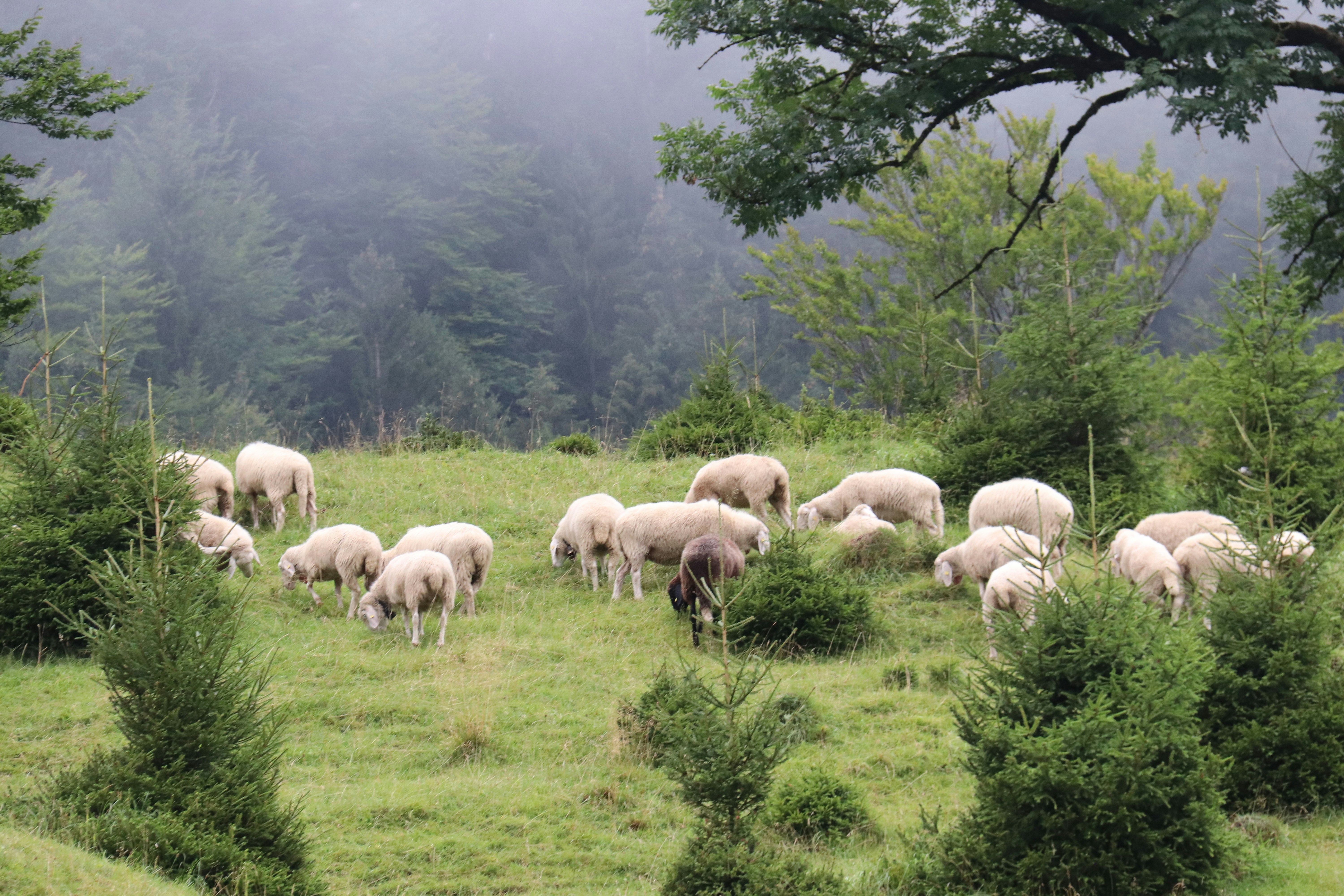 a herd of sheep grazing