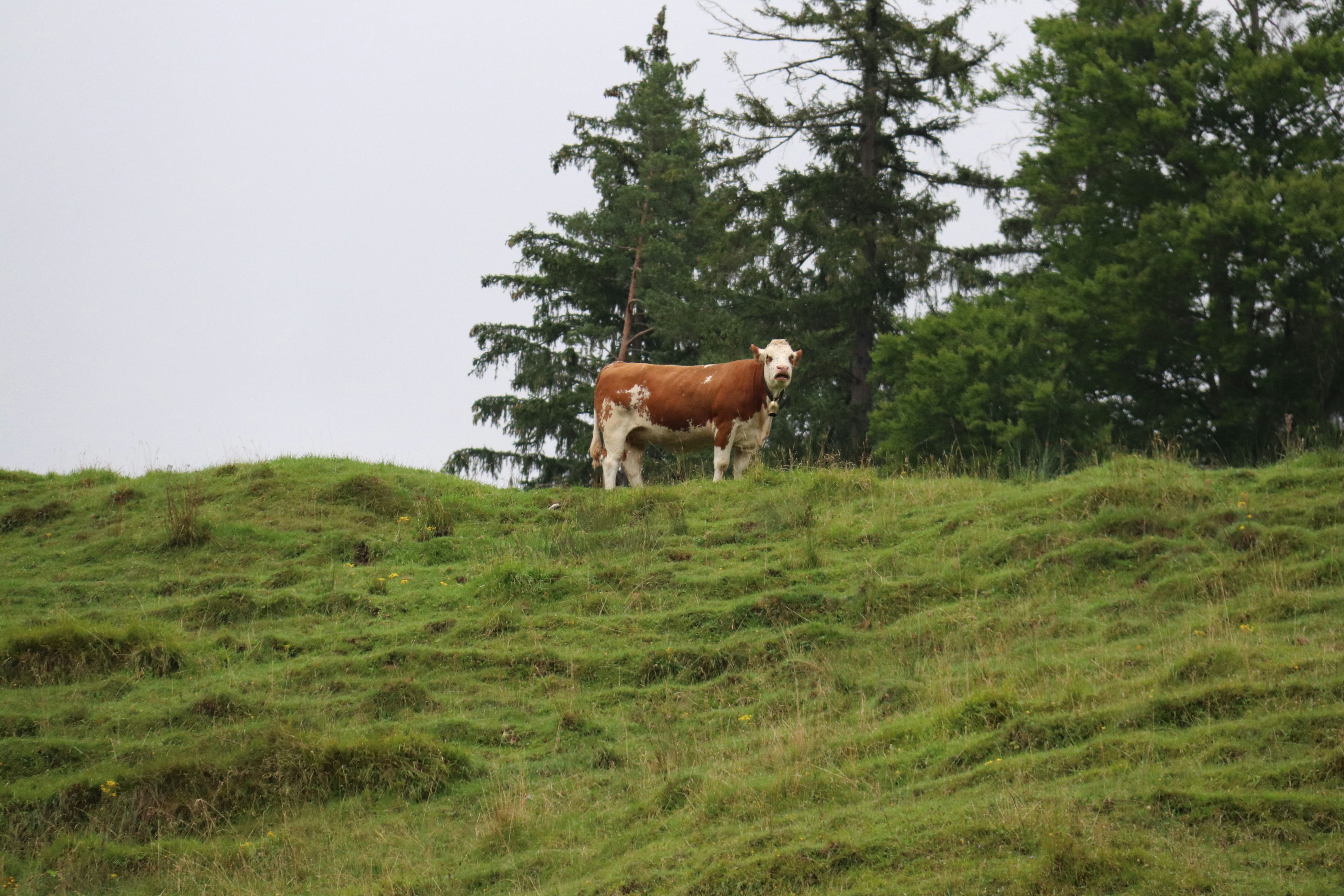 A cow standing on a grassy hill photo – Free Garmisch-partenkirchen ...