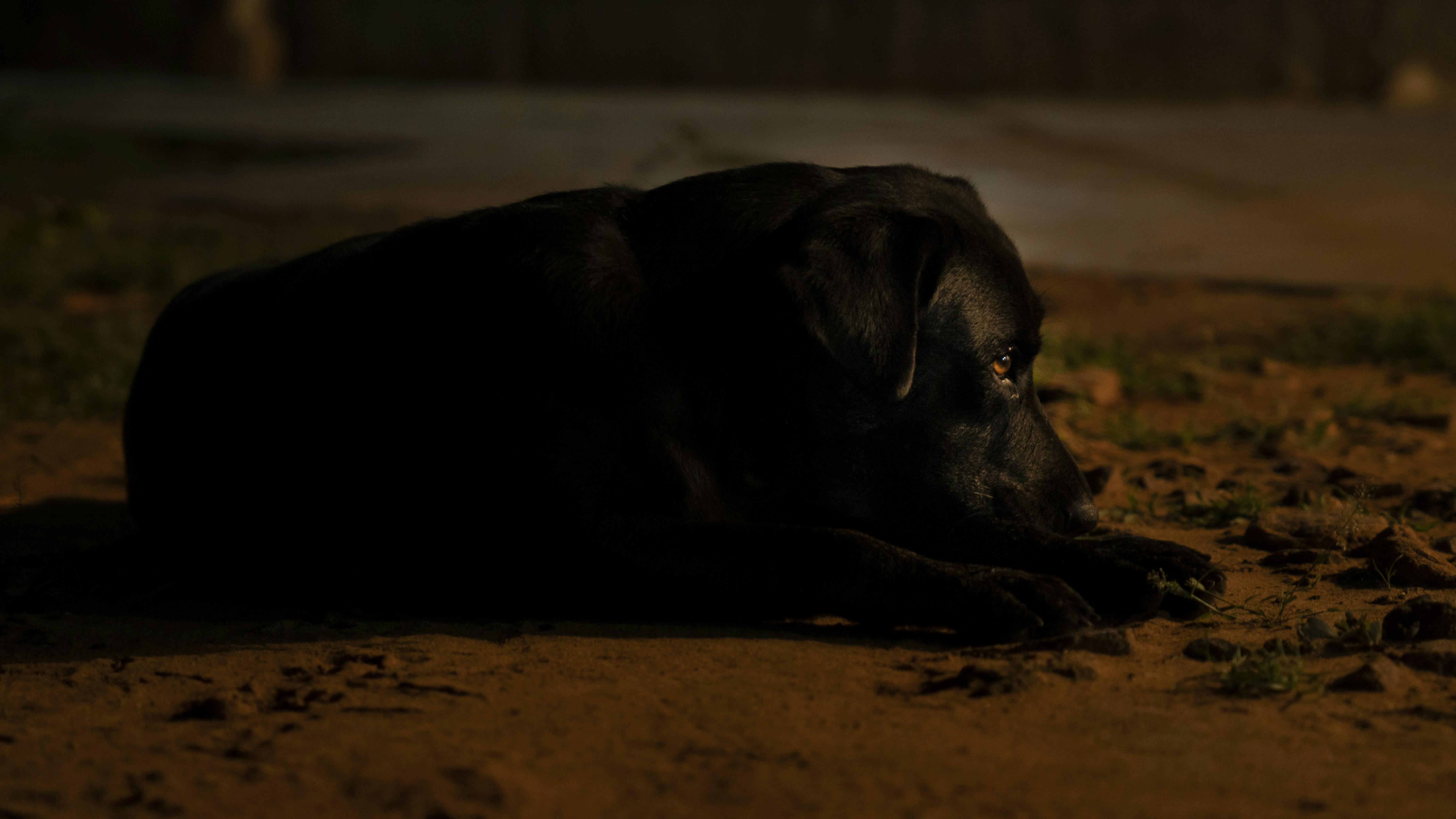 a dog lying on the ground
