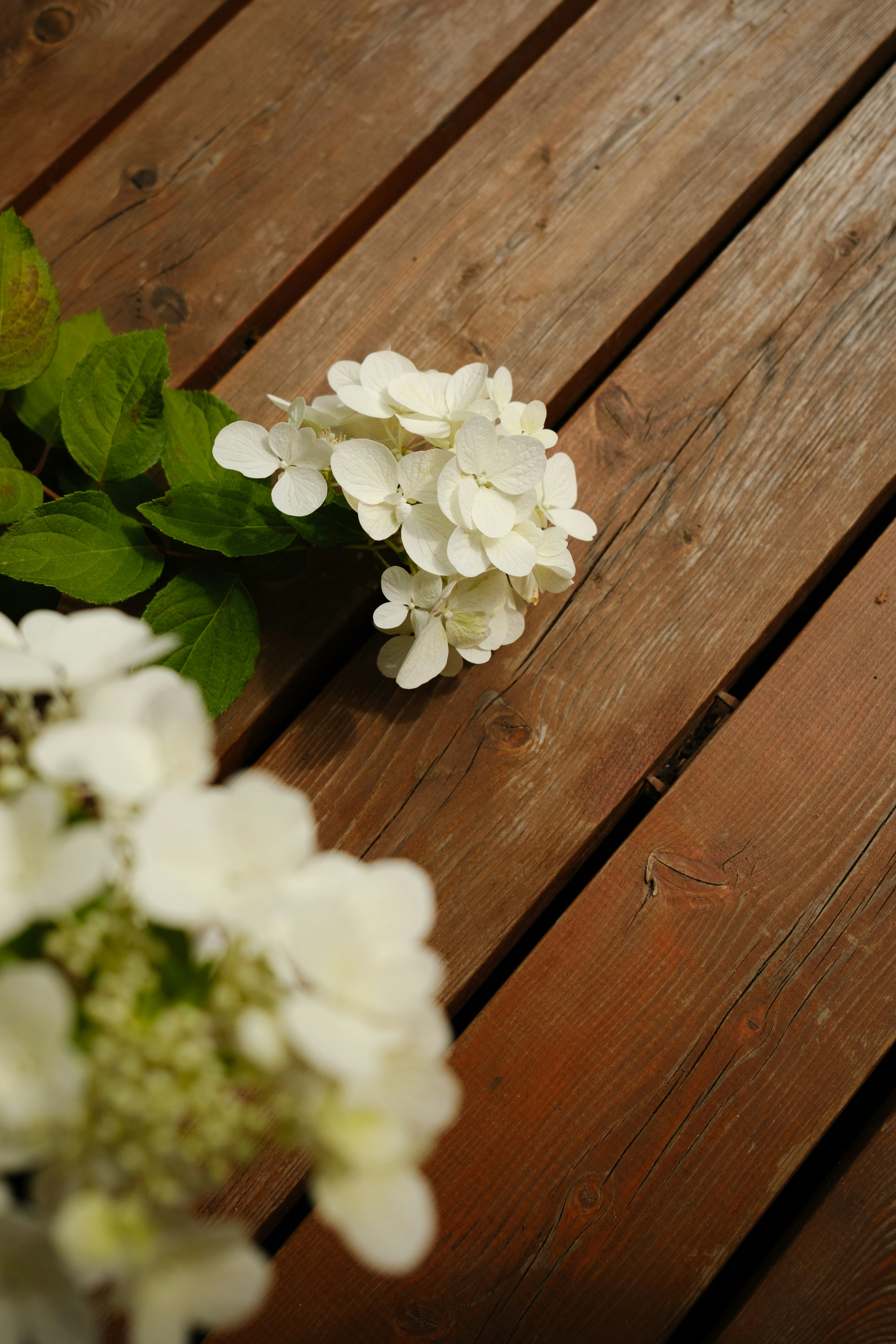 White Hydrangea Clusters Align with Weathered Deck Lines