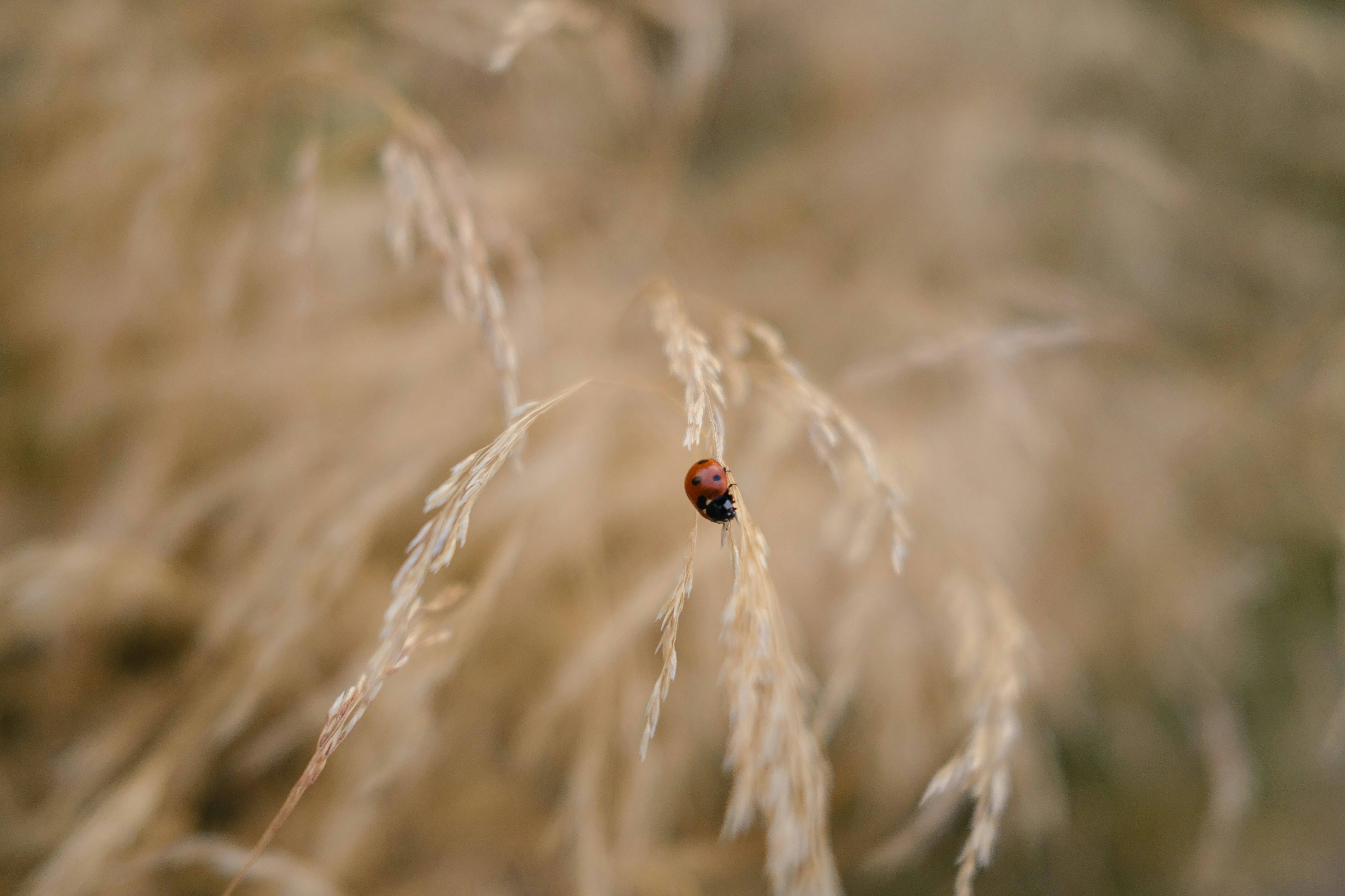 Ladybug on a lone stalk: a micro moment in a windswept field
