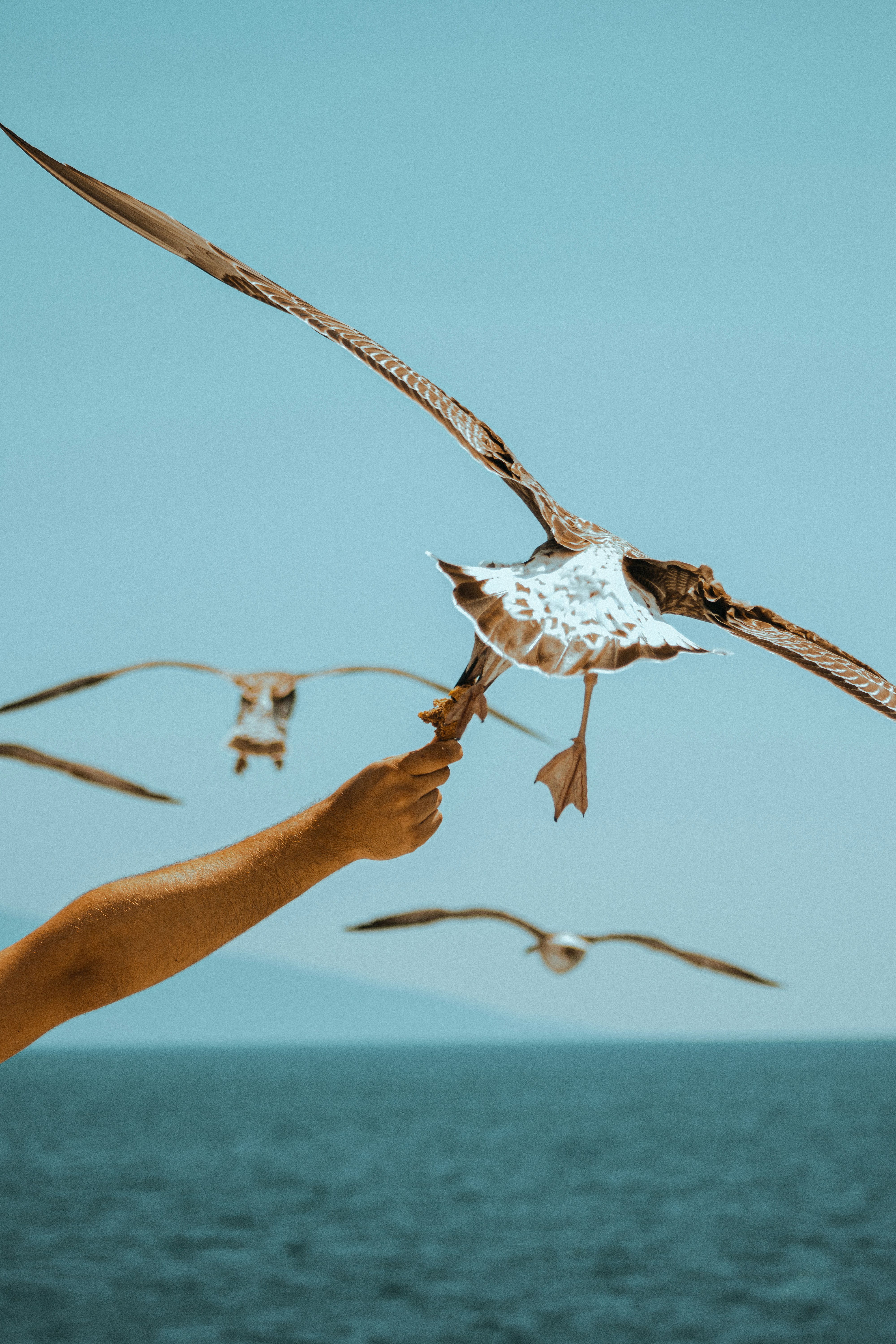Feathered Exchange at Sea: Feeding Flight Under a Clear Sky