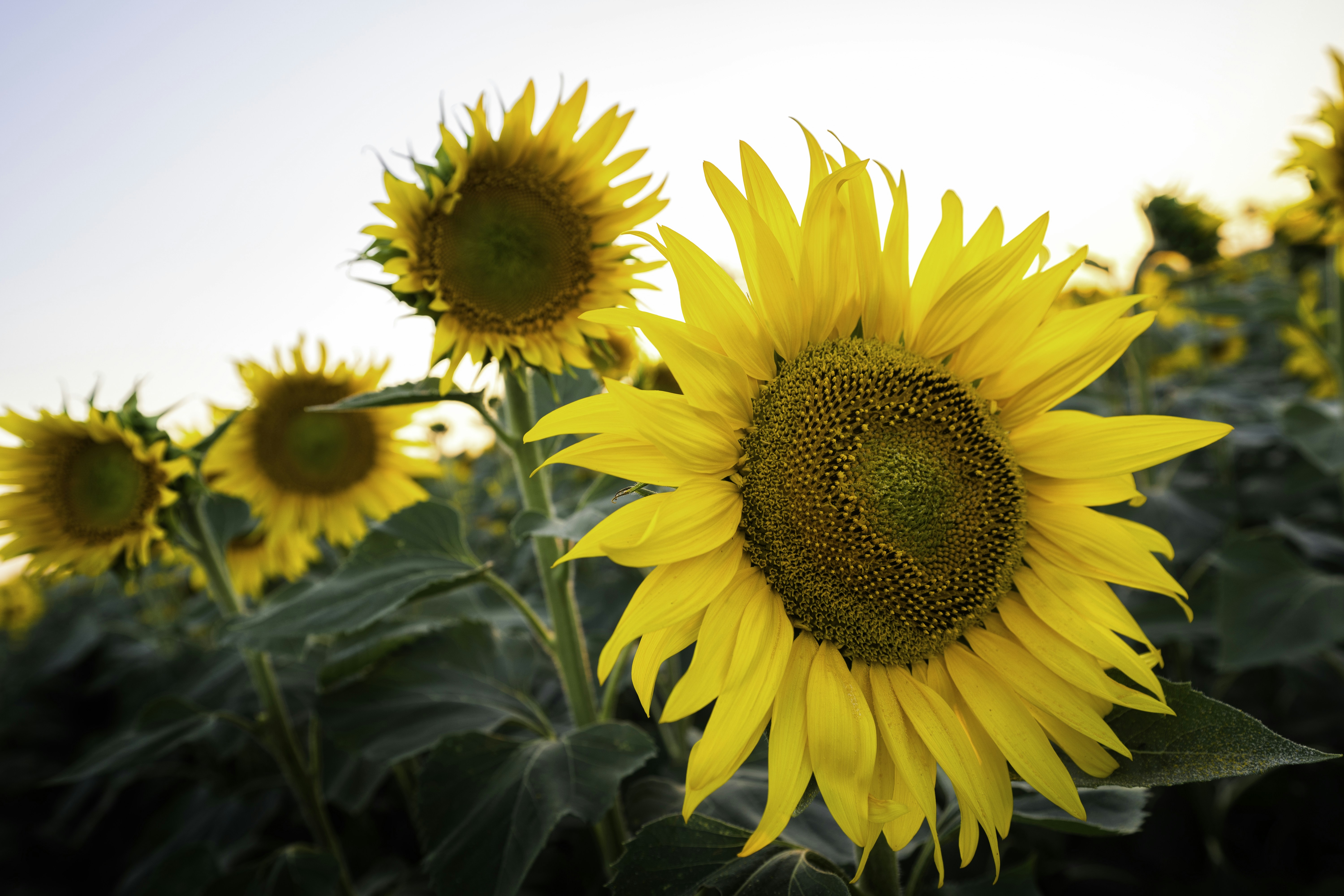 A group of sunflowers photo – Free Badajoz Image on Unsplash