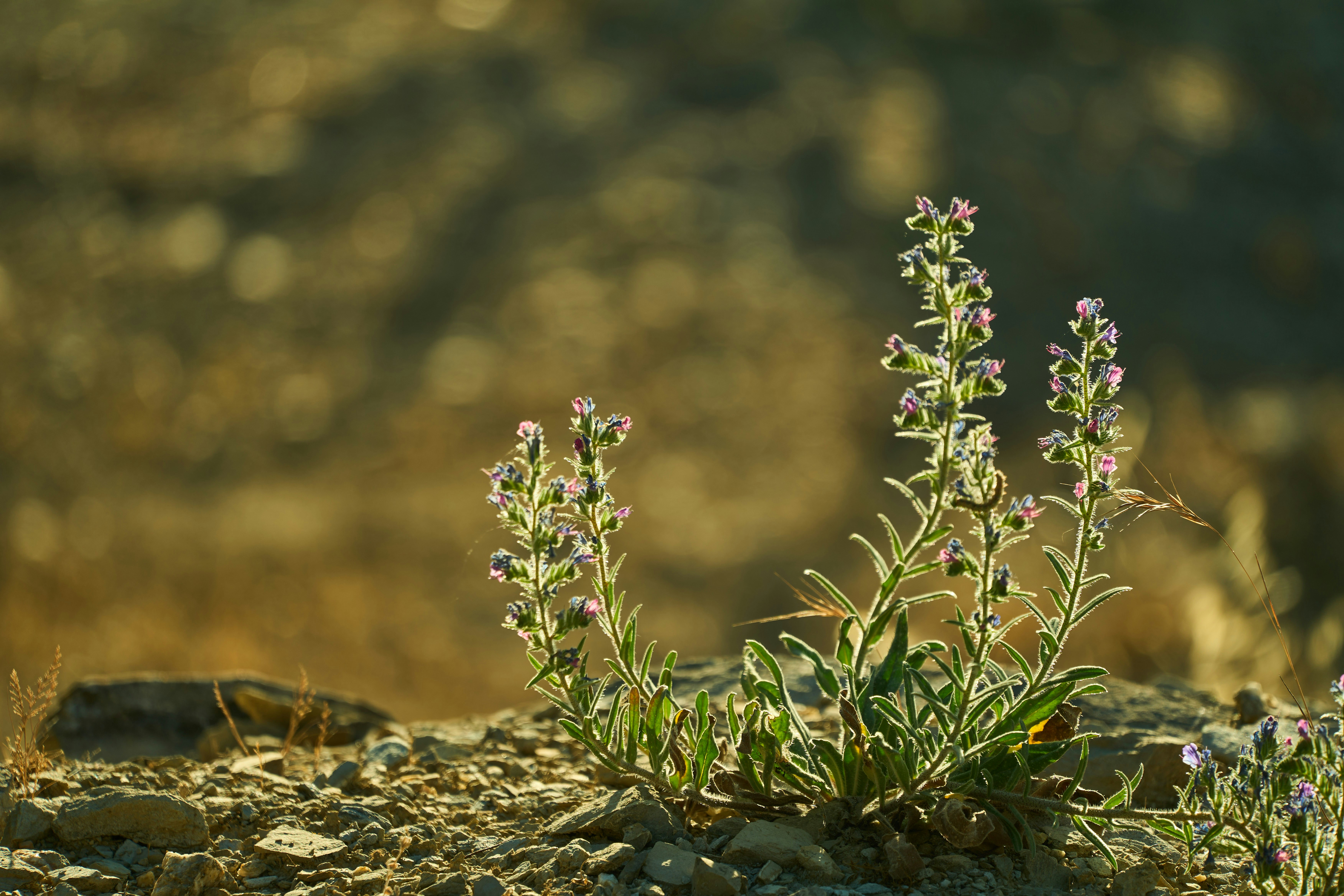 a close-up of a plant