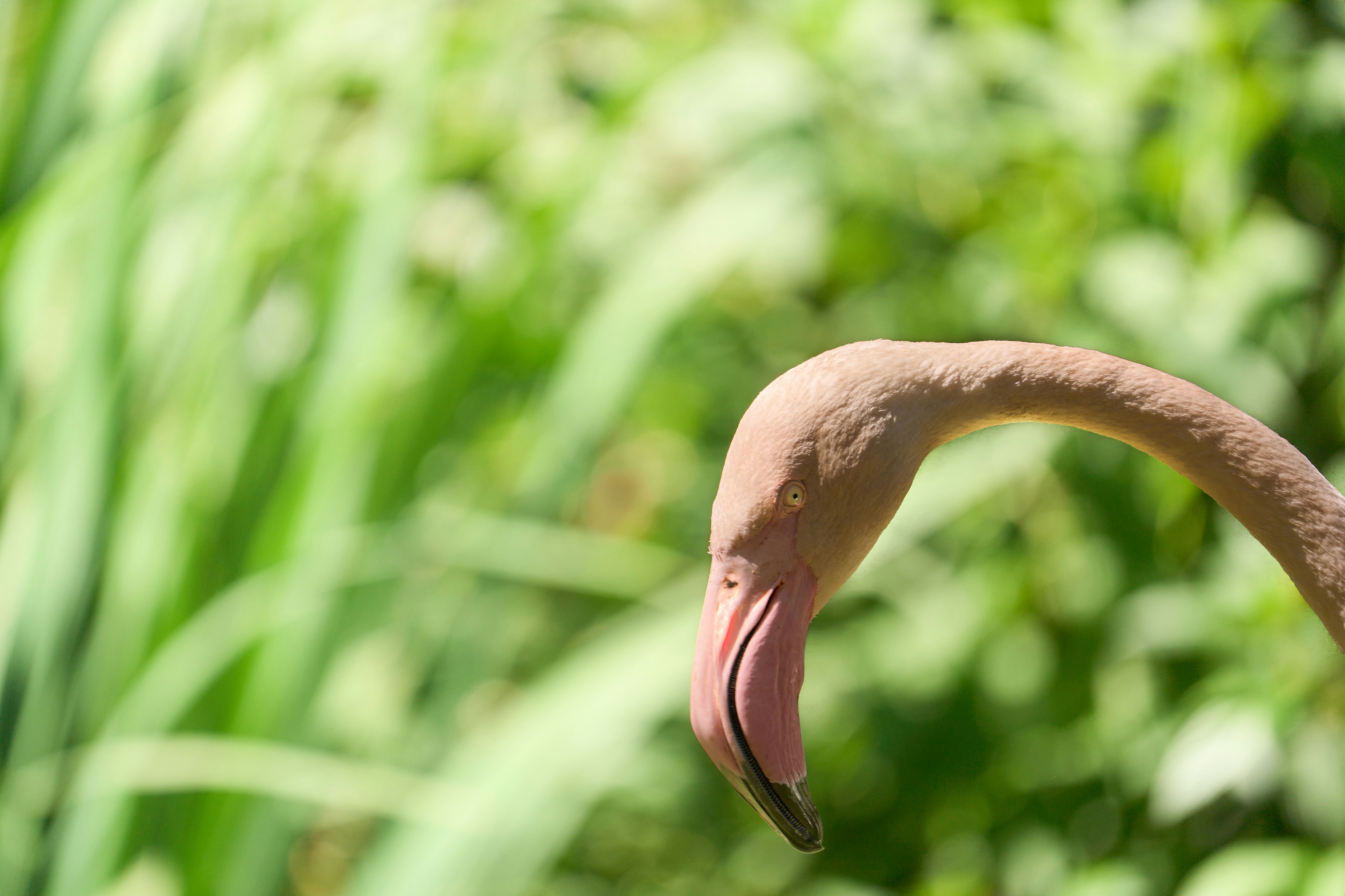 Emerald Curtain: Flamingo in a Gentle Arch