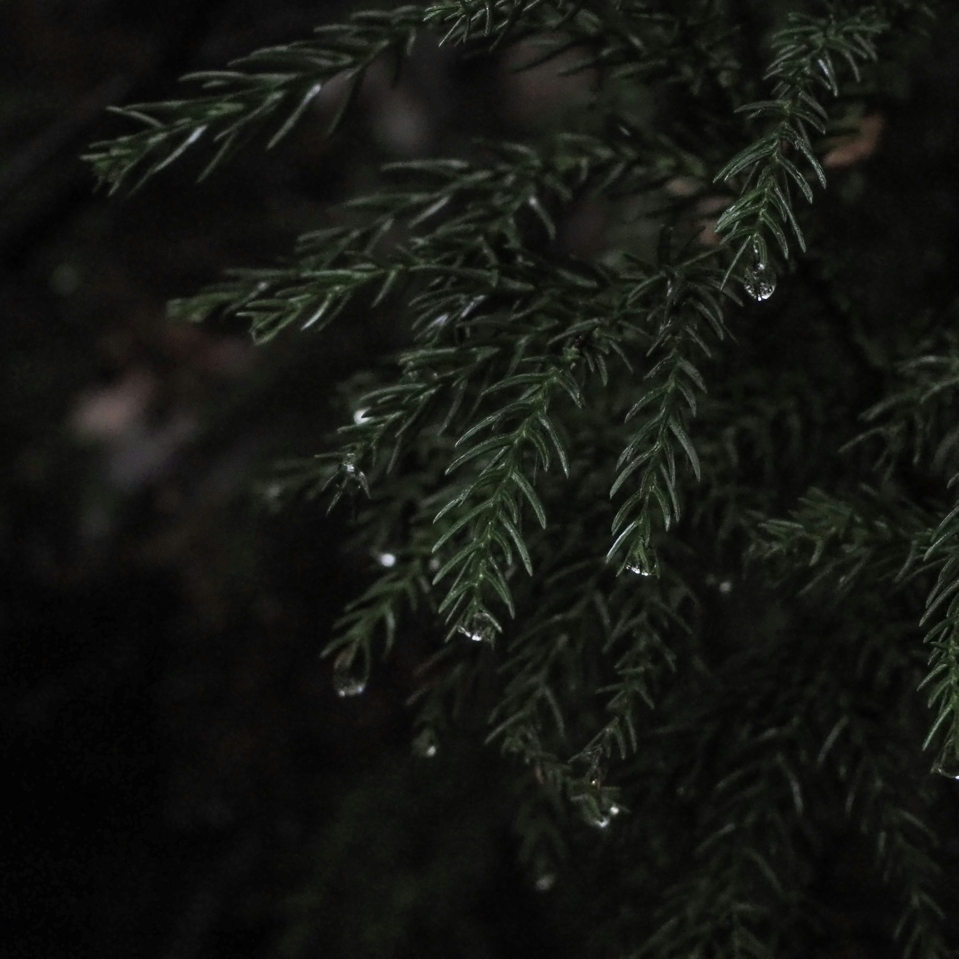 Close-up of lush green conifer needles glistening with moisture in a shaded forest setting.