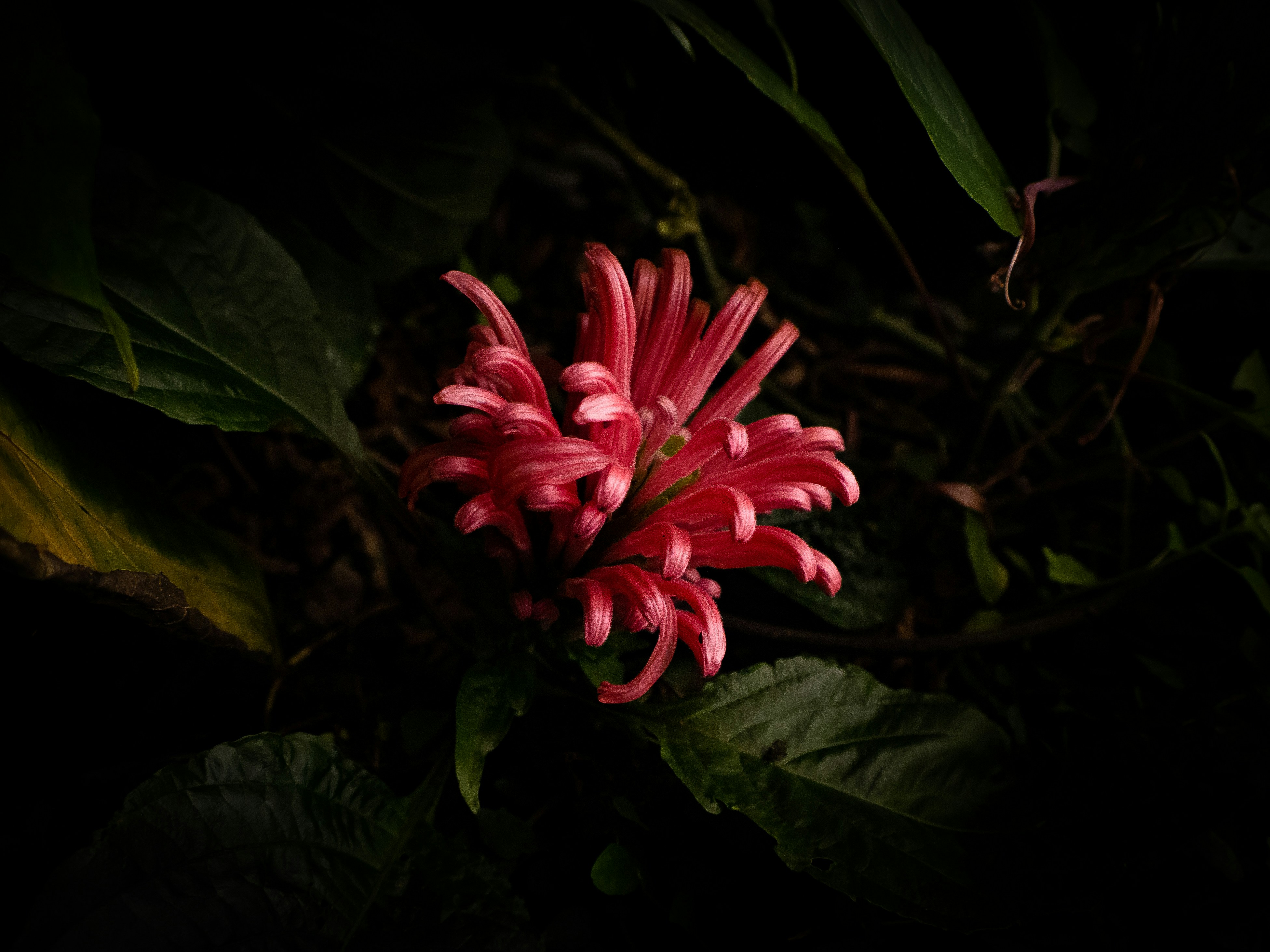 Crimson Spiral in the Shadow: a solitary bloom among moonlit leaves