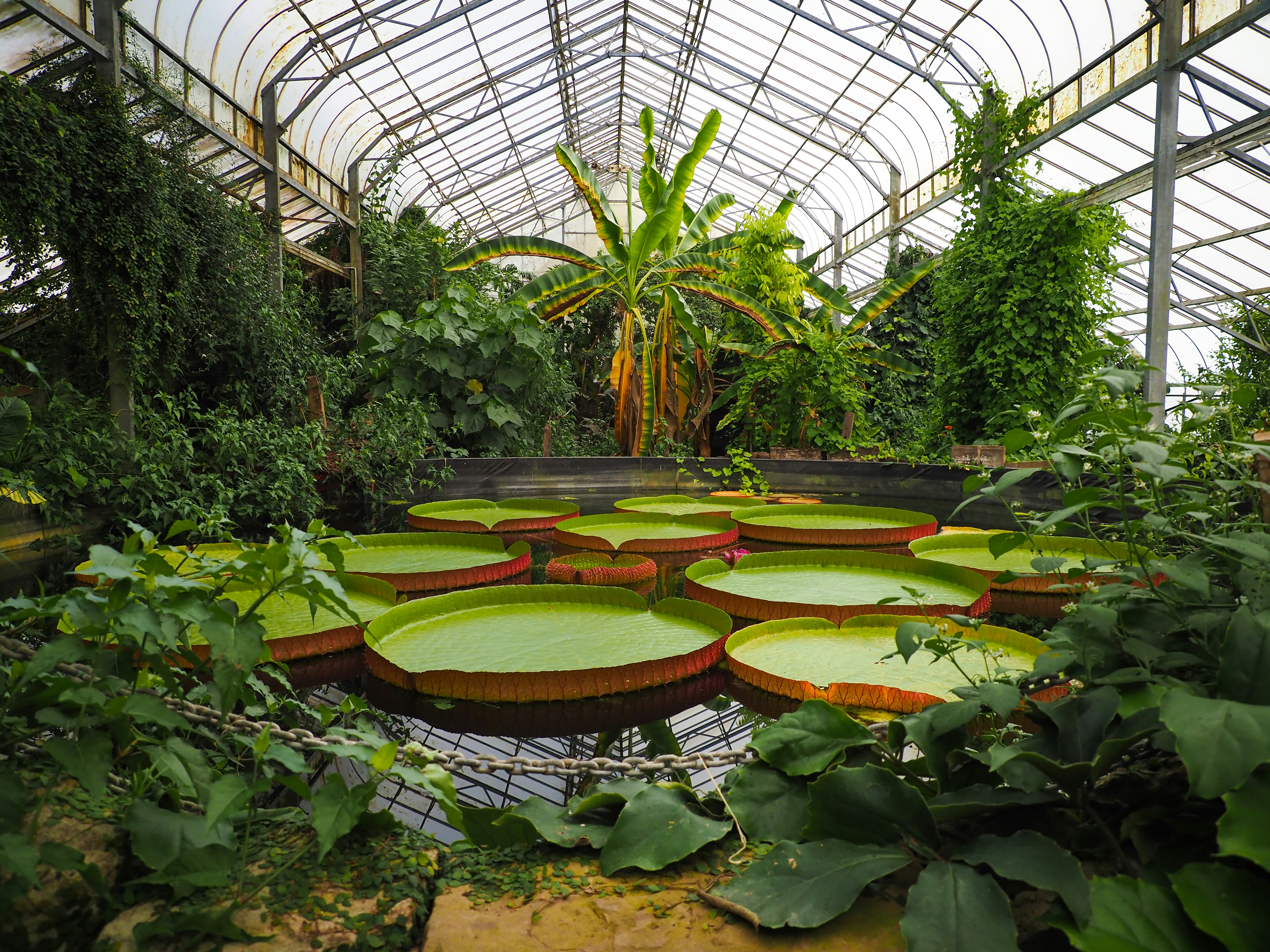 Conservatory Circles: Floating Victoria Lilies in a Glasshouse Oasis