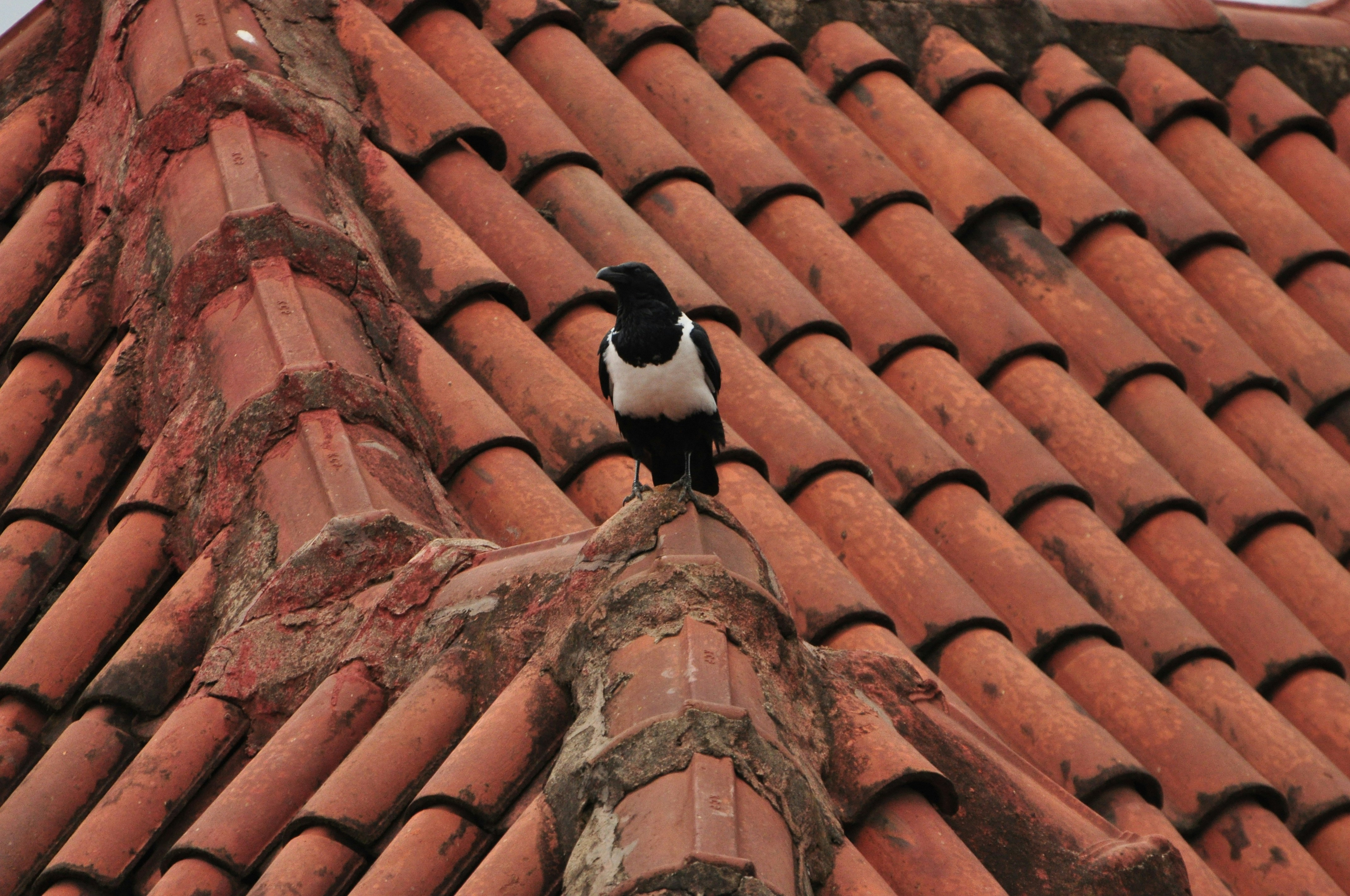 Ridge Sentinel: Black-and-White Bird on a Red Tile Roof