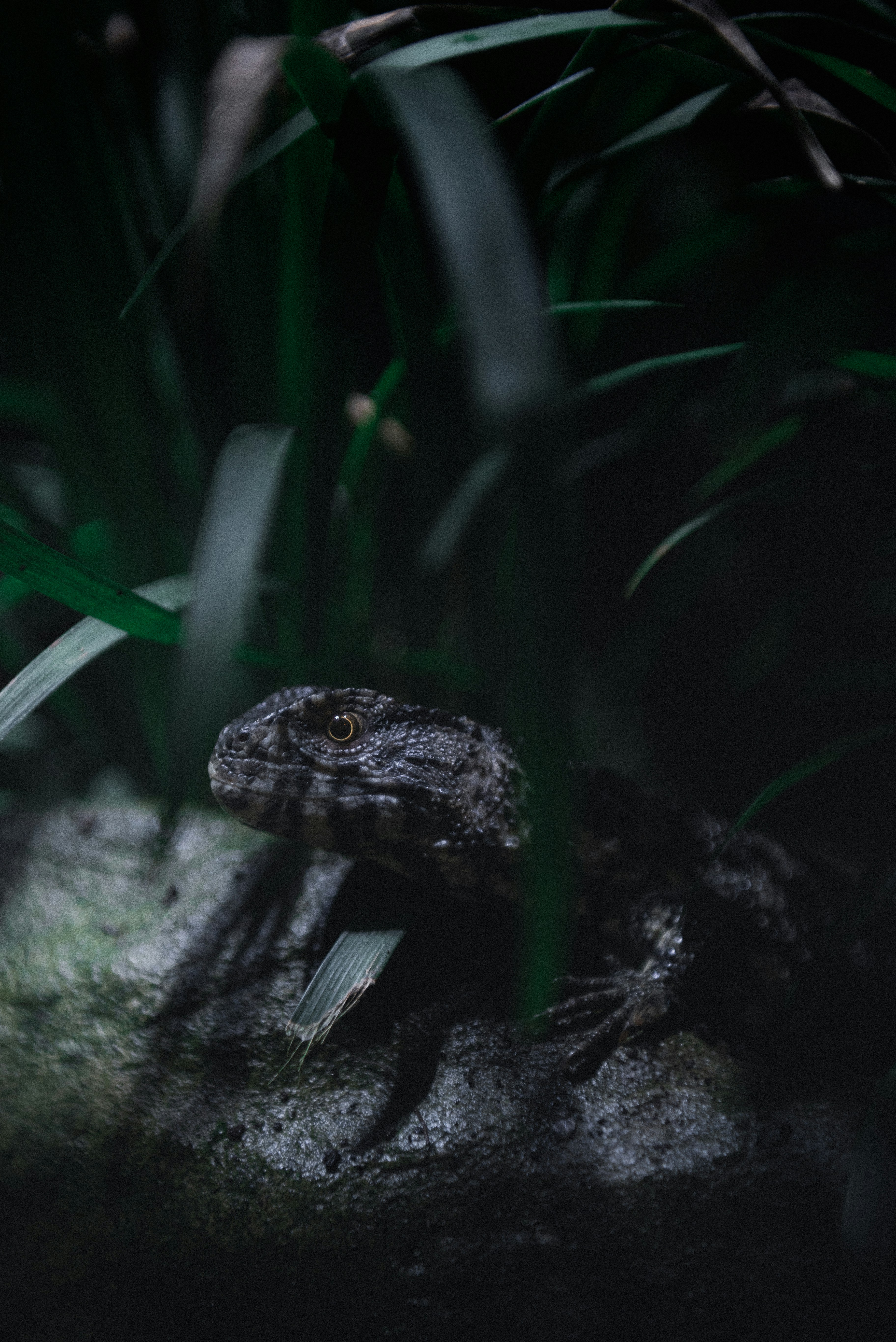 a frog in the water
