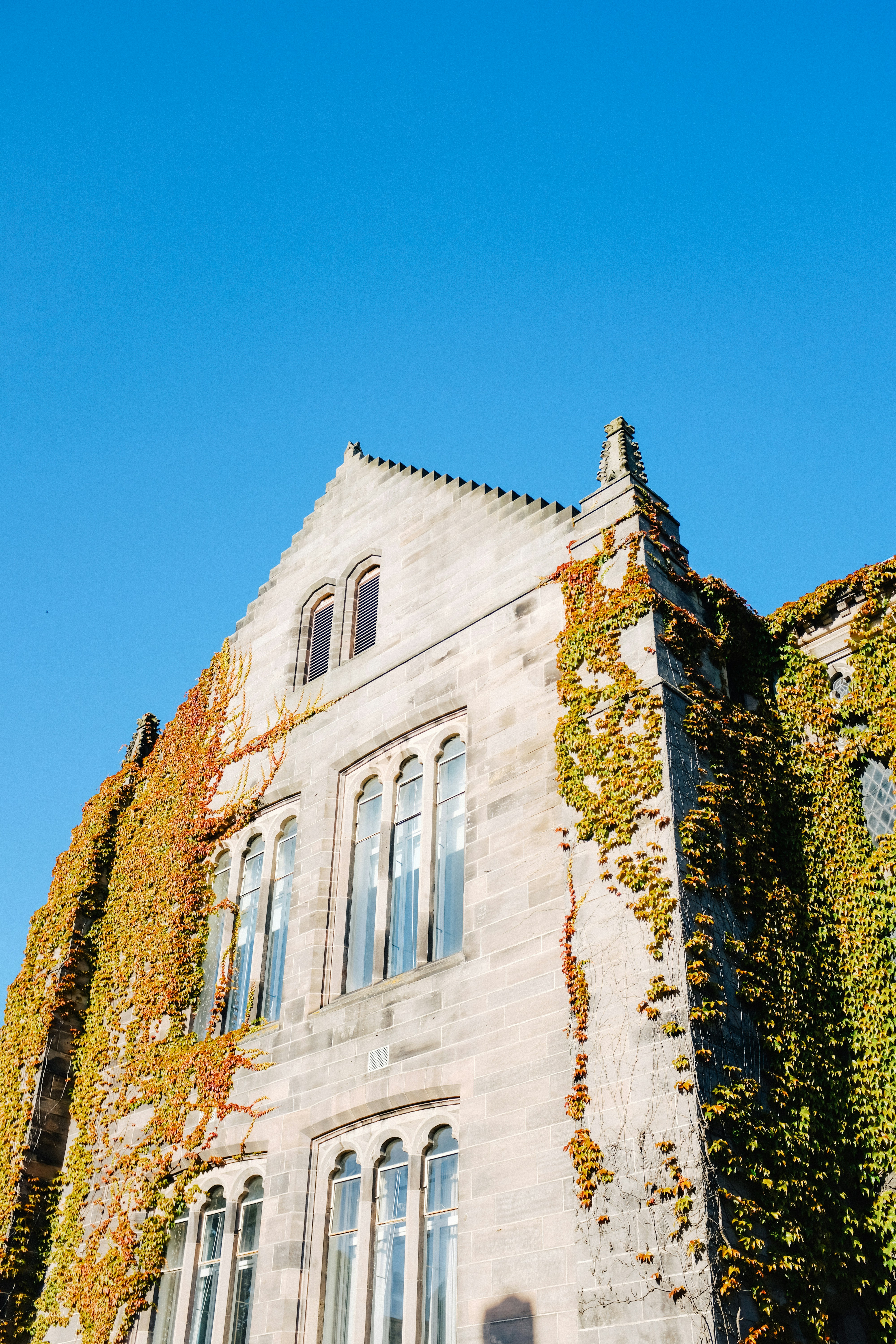  ivy-clad Gothic facade under a cloudless blue sky