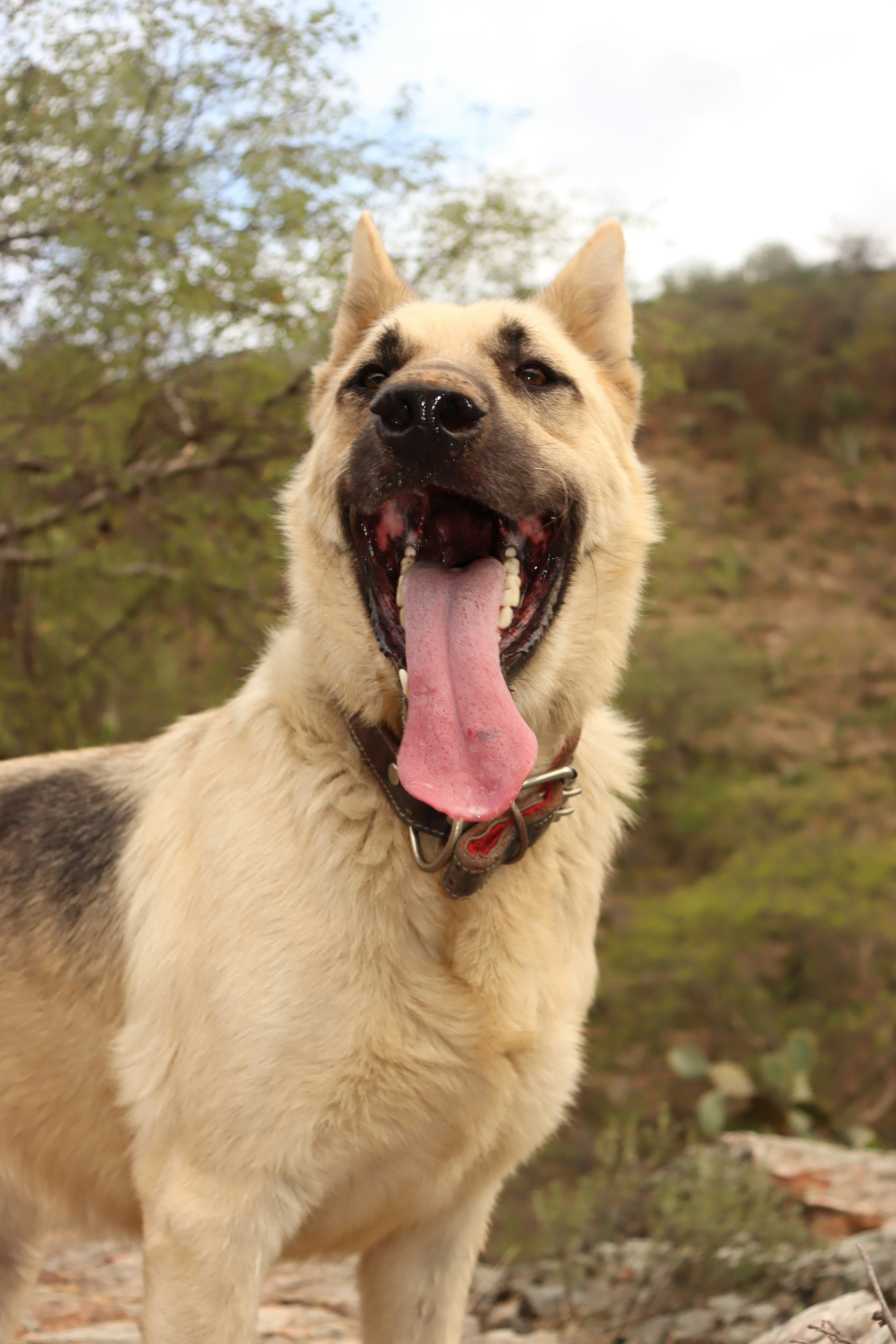 Perro Pastor Aleman Pictures | Download Free Images on Unsplash