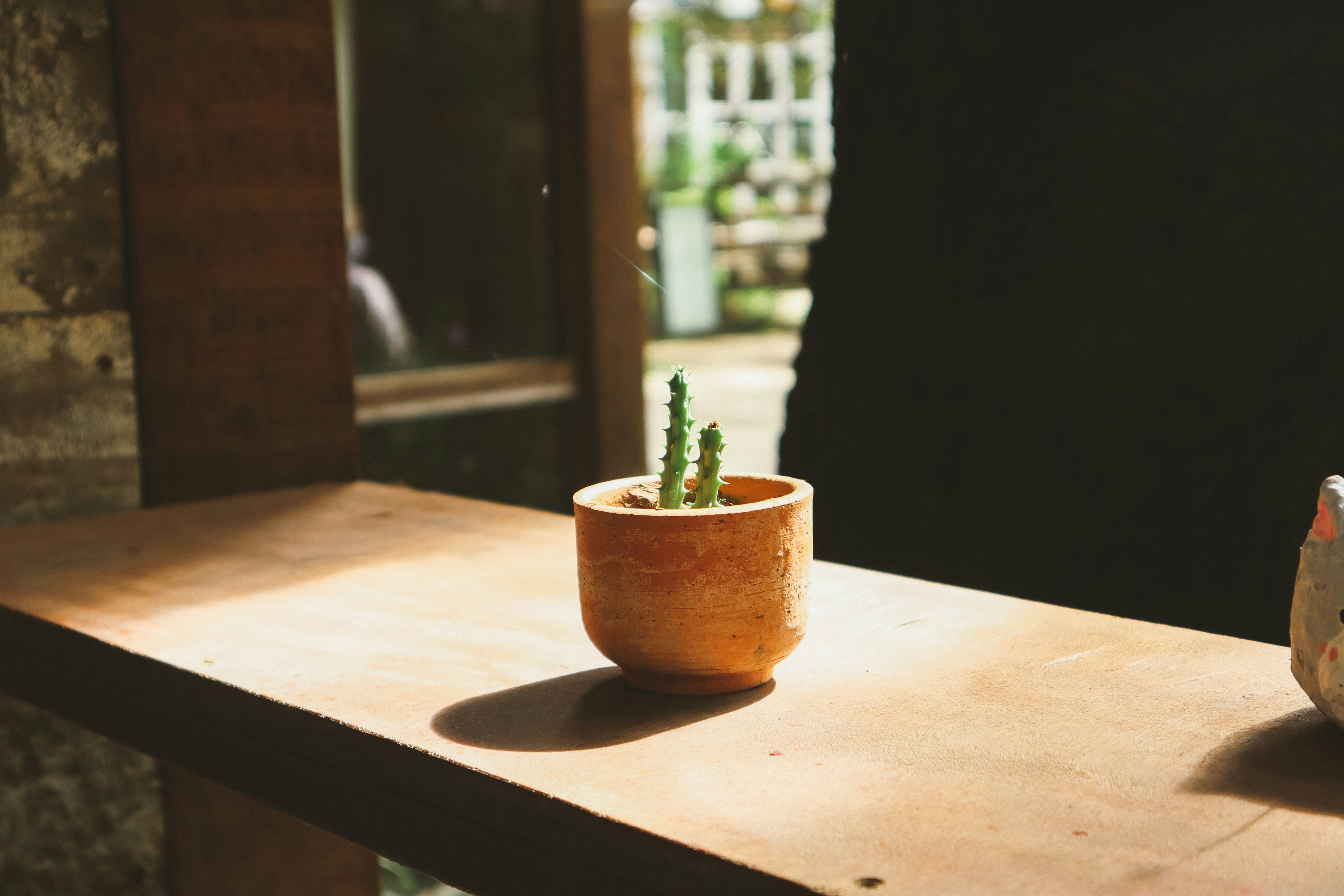 Sunlit Cactus in Terracotta Pot on a Rustic Table