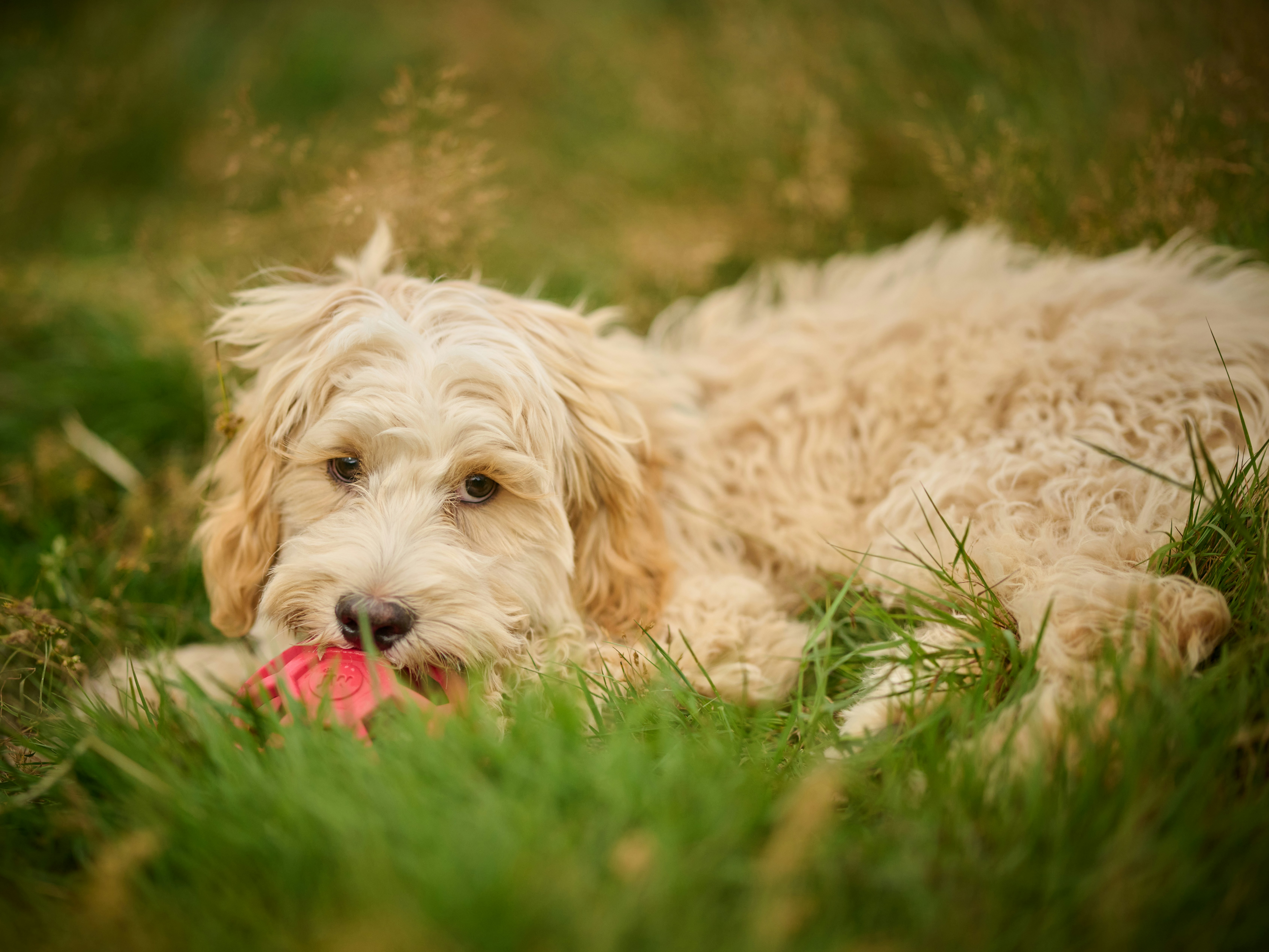 Labradoodle resting in lush grass, playfully chewing on a bright pink ball.