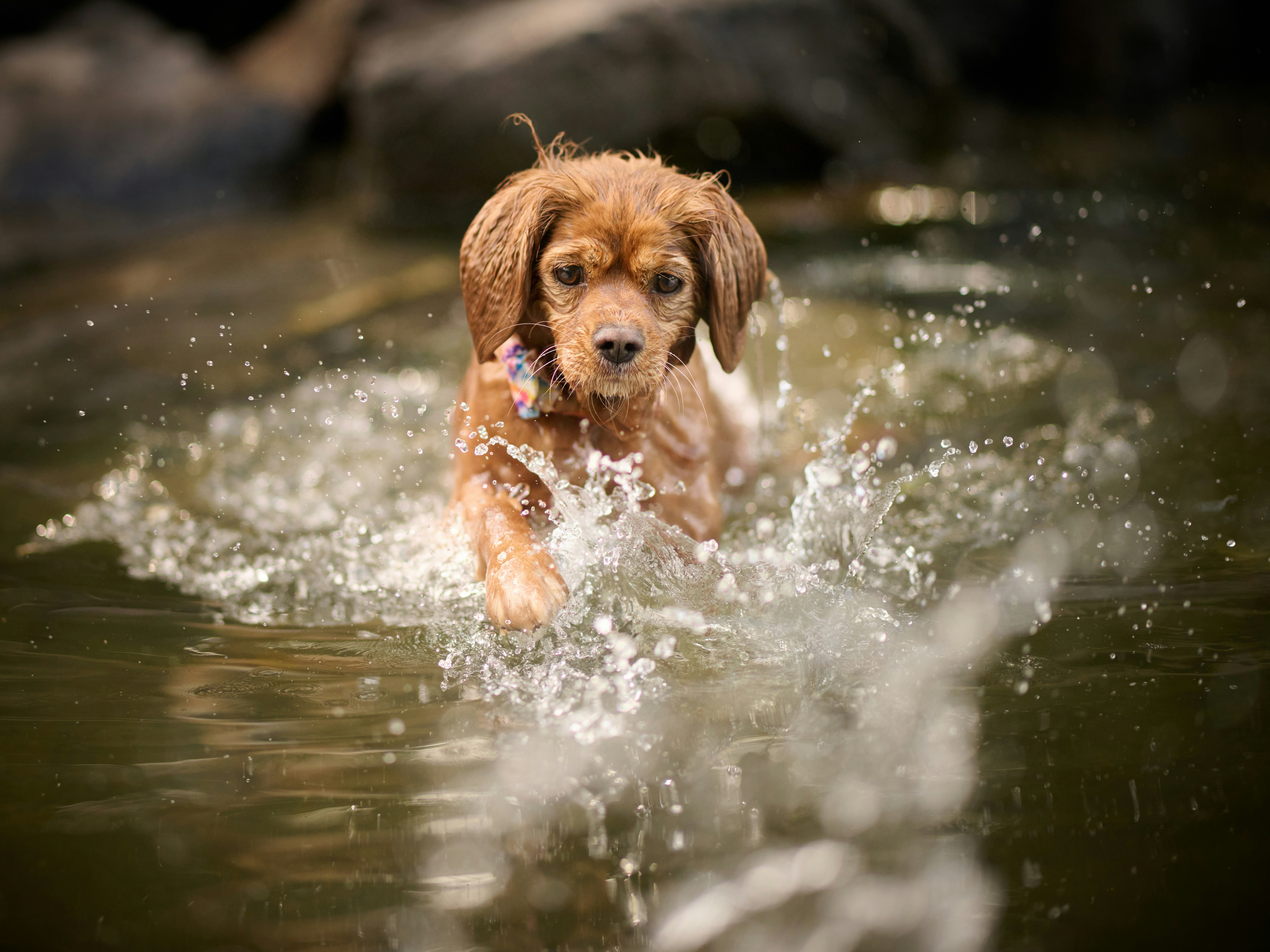 A playful dog splashes through a serene body of water, droplets flying around as it enjoys its aquatic escapade.